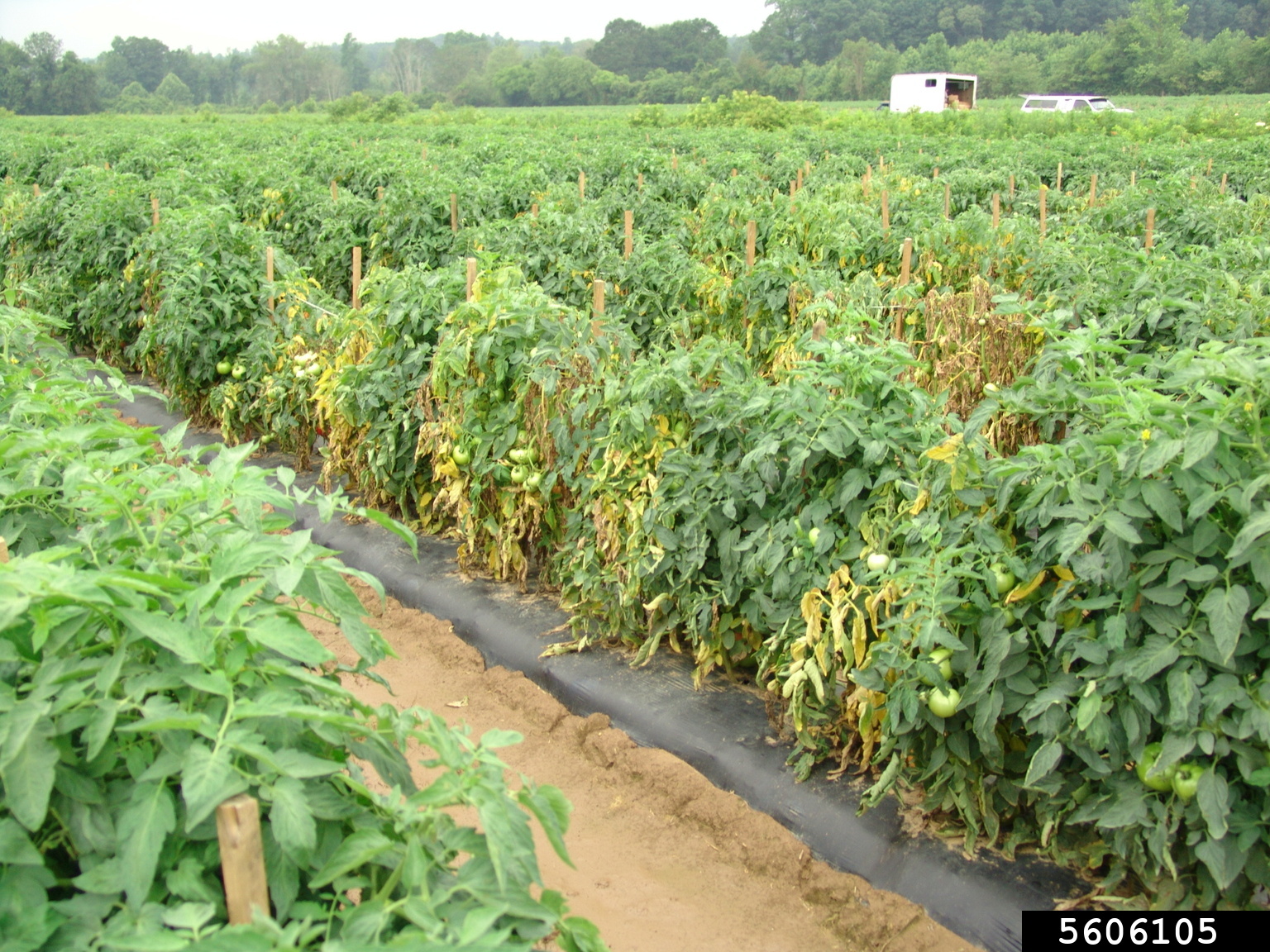Fusarium wilt (Fusarium oxysporum f.sp. lycopersici)