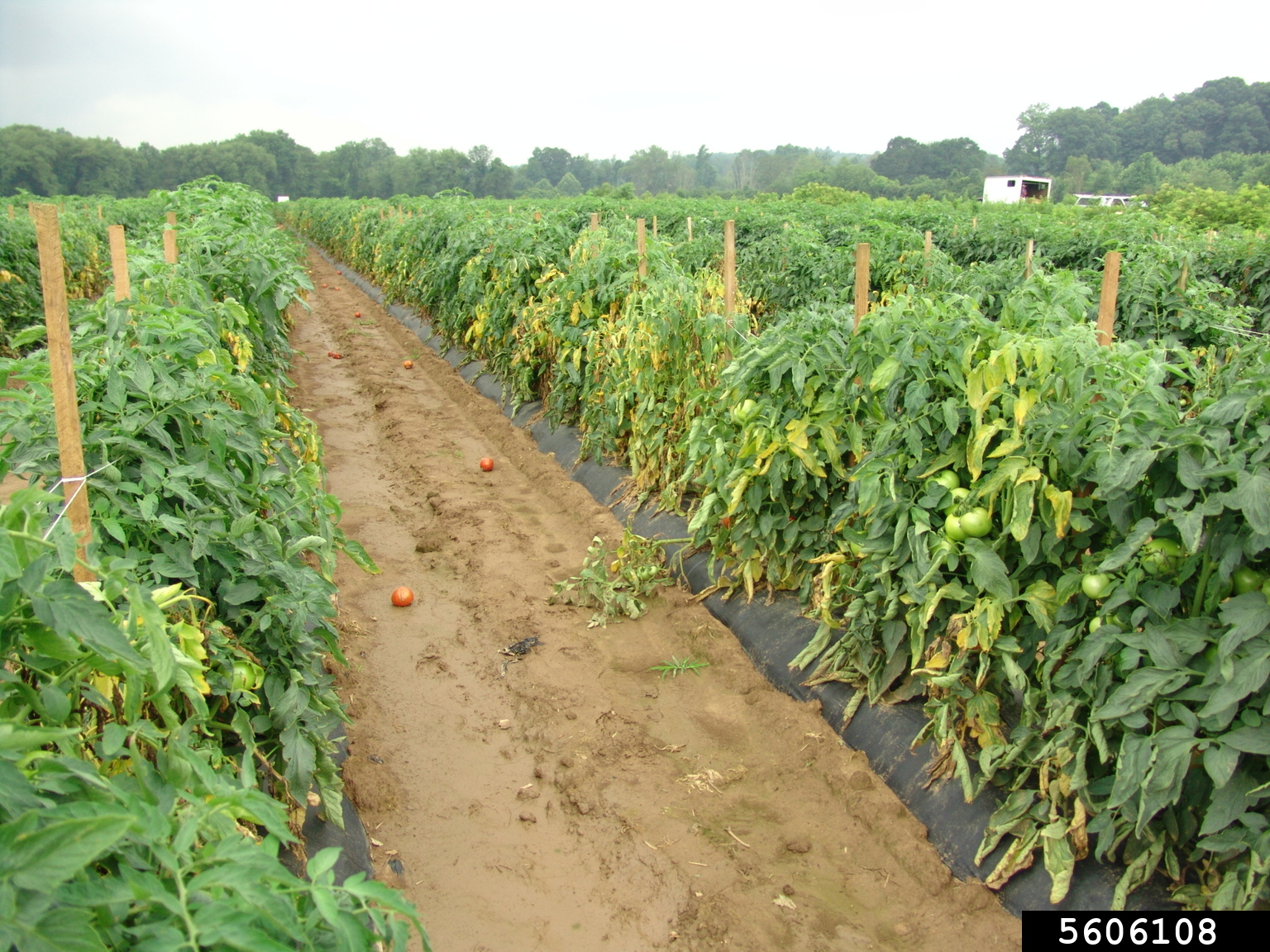 Fusarium wilt (Fusarium oxysporum f.sp. lycopersici)