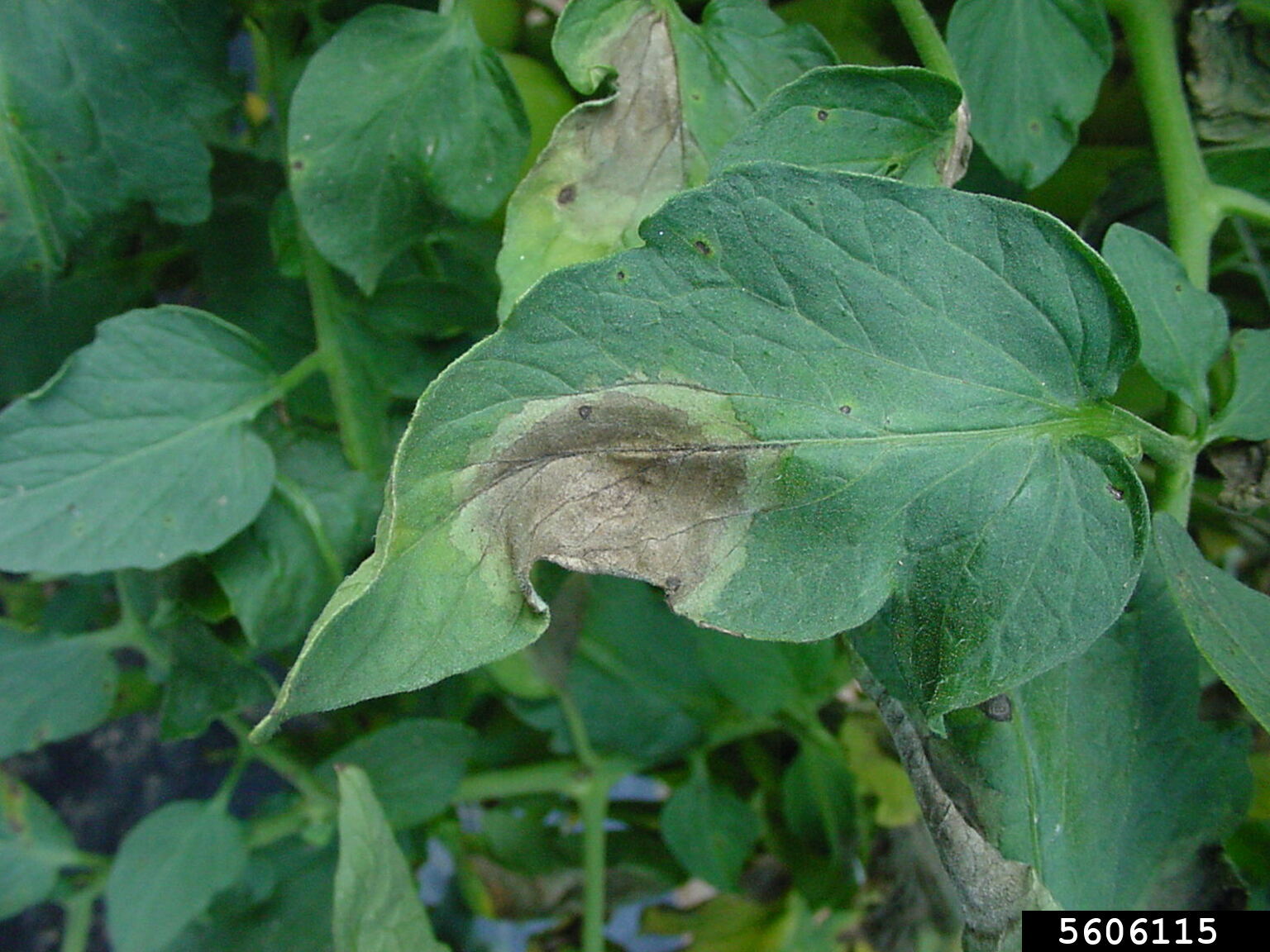late blight (Phytophthora infestans (Mont.) de Bary)