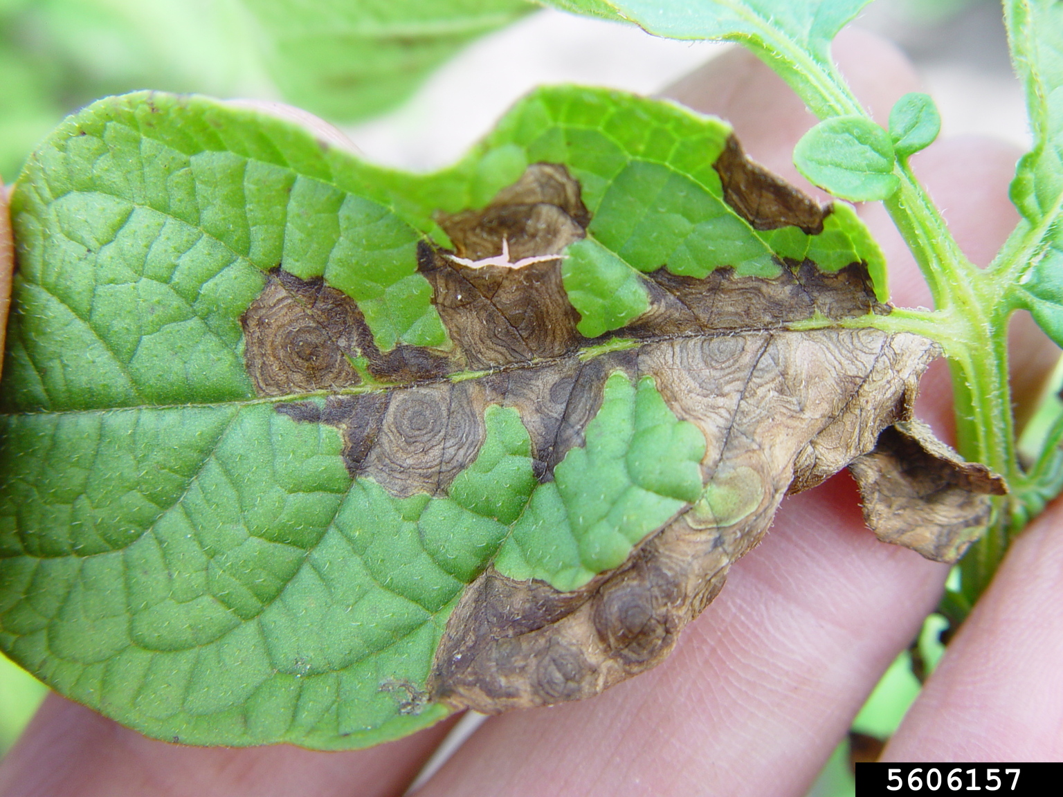 tomato spotted wilt virus (TSWV) (Tospovirus Tomato spotted wilt virus)
