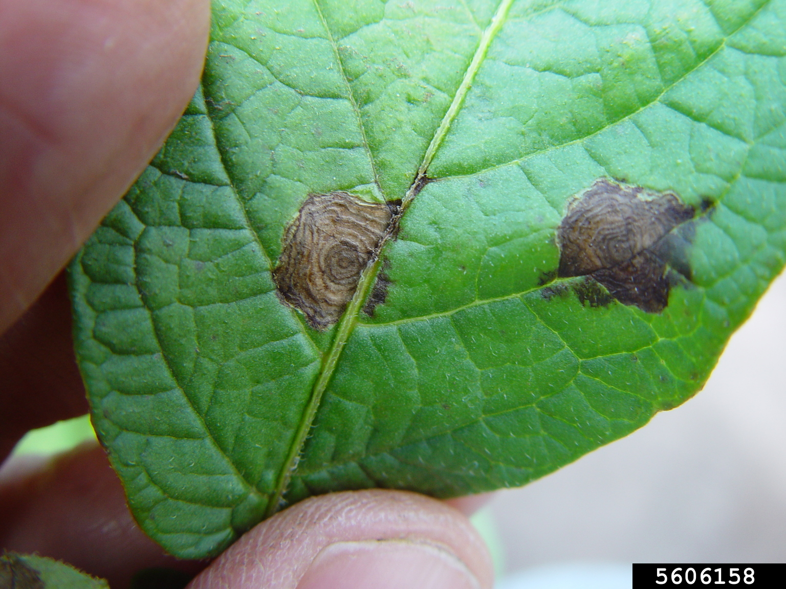 tomato spotted wilt virus (TSWV) (Tospovirus Tomato spotted wilt virus)