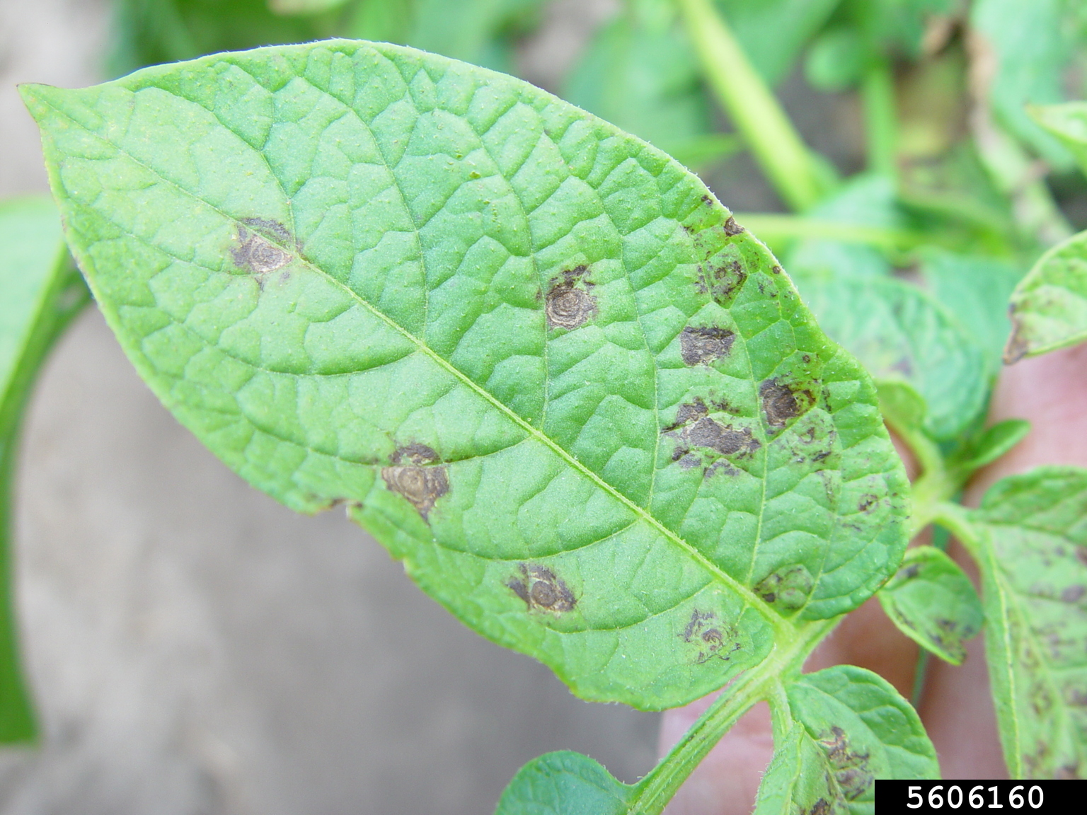 tomato spotted wilt virus (TSWV) (Tospovirus Tomato spotted wilt virus)
