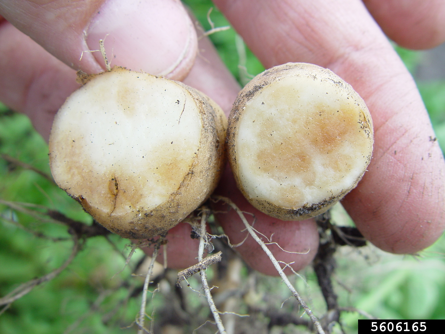 tomato spotted wilt virus (TSWV) (Tospovirus Tomato spotted wilt virus)