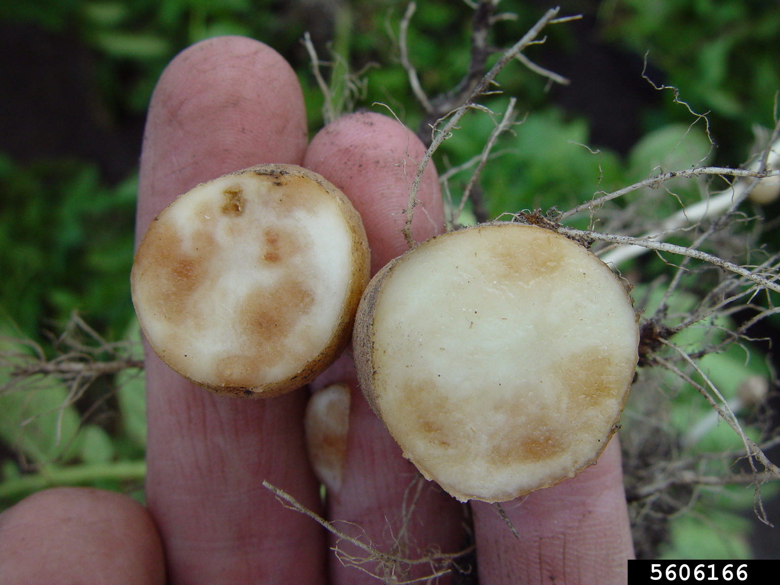 tomato spotted wilt virus (TSWV) (Tospovirus Tomato spotted wilt virus)