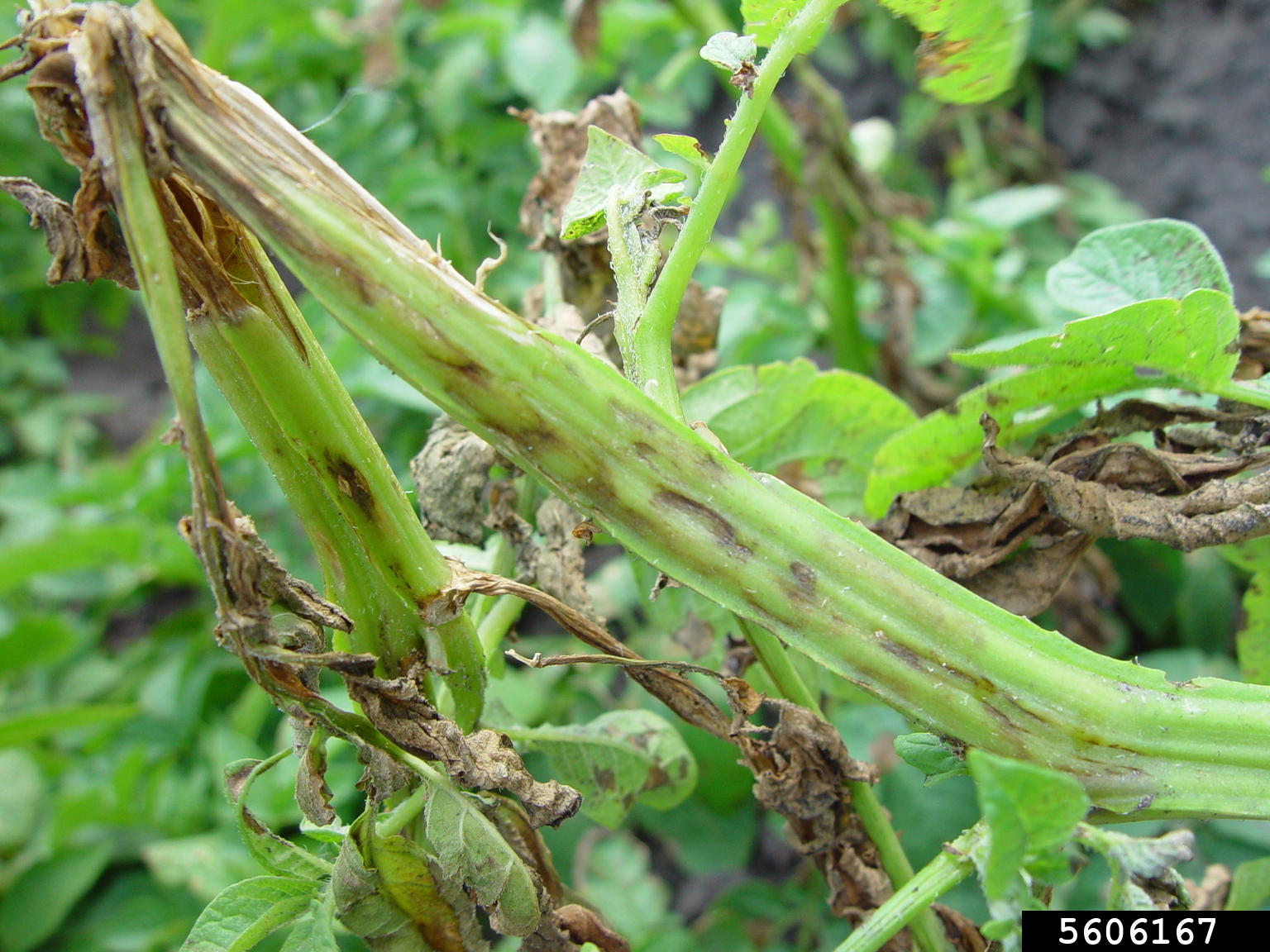 tomato spotted wilt virus (TSWV) (Tospovirus Tomato spotted wilt virus)