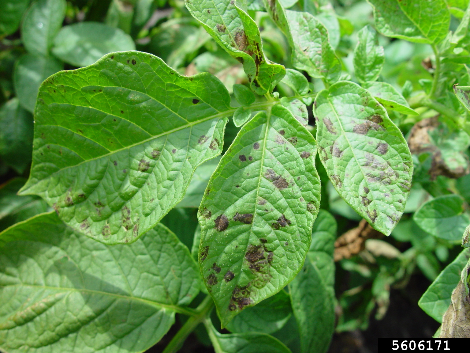 tomato spotted wilt virus (TSWV) (Tospovirus Tomato spotted wilt virus)