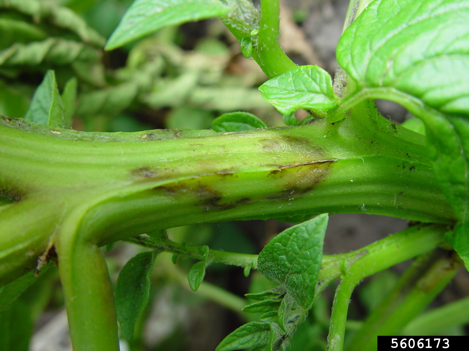 tomato spotted wilt virus (TSWV) (Tospovirus TSWV ) on potato (Solanum ...