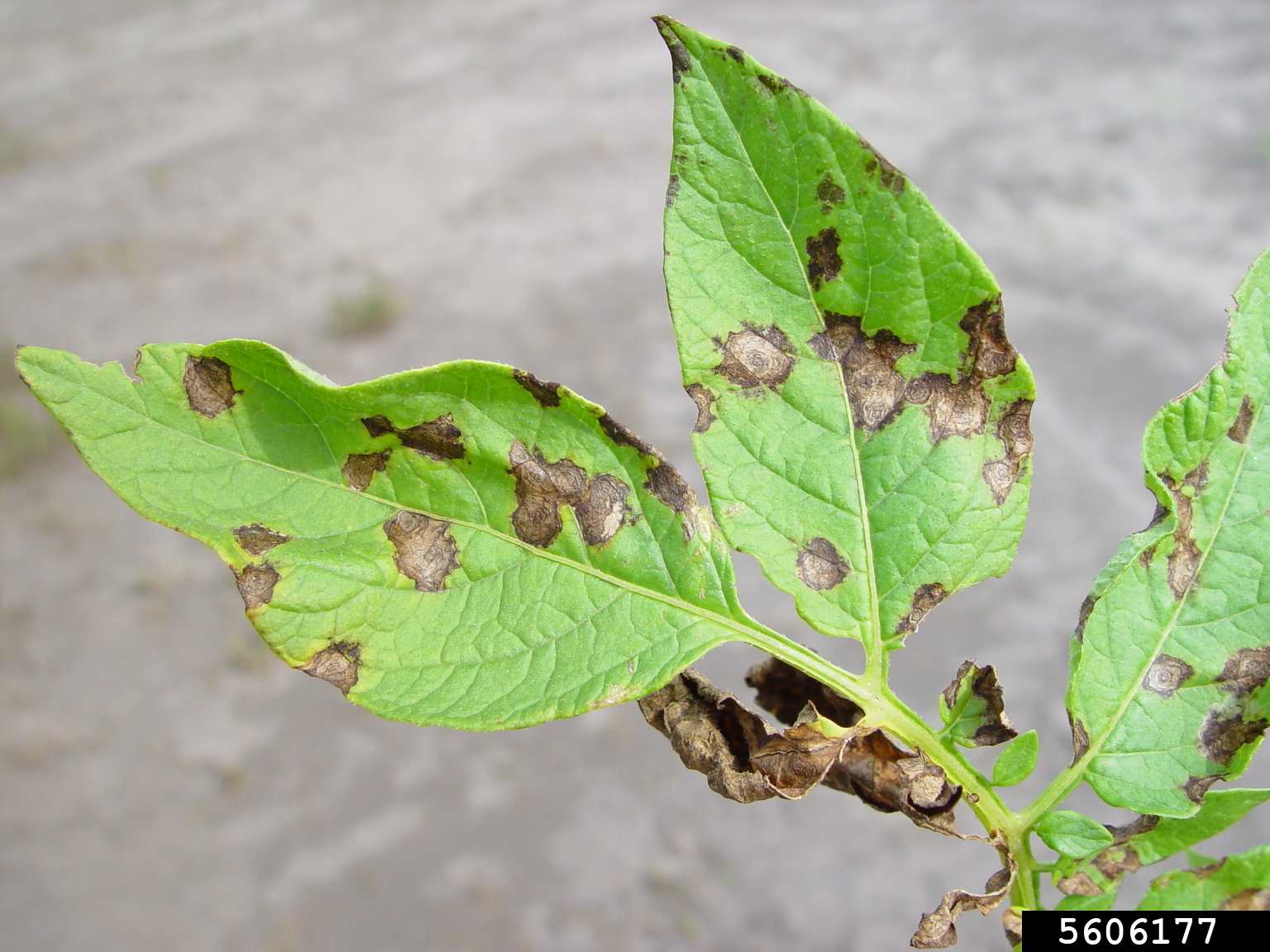 Tomato spotted wilt virus (TSWV) (Orthotospovirus tomatomaculae)