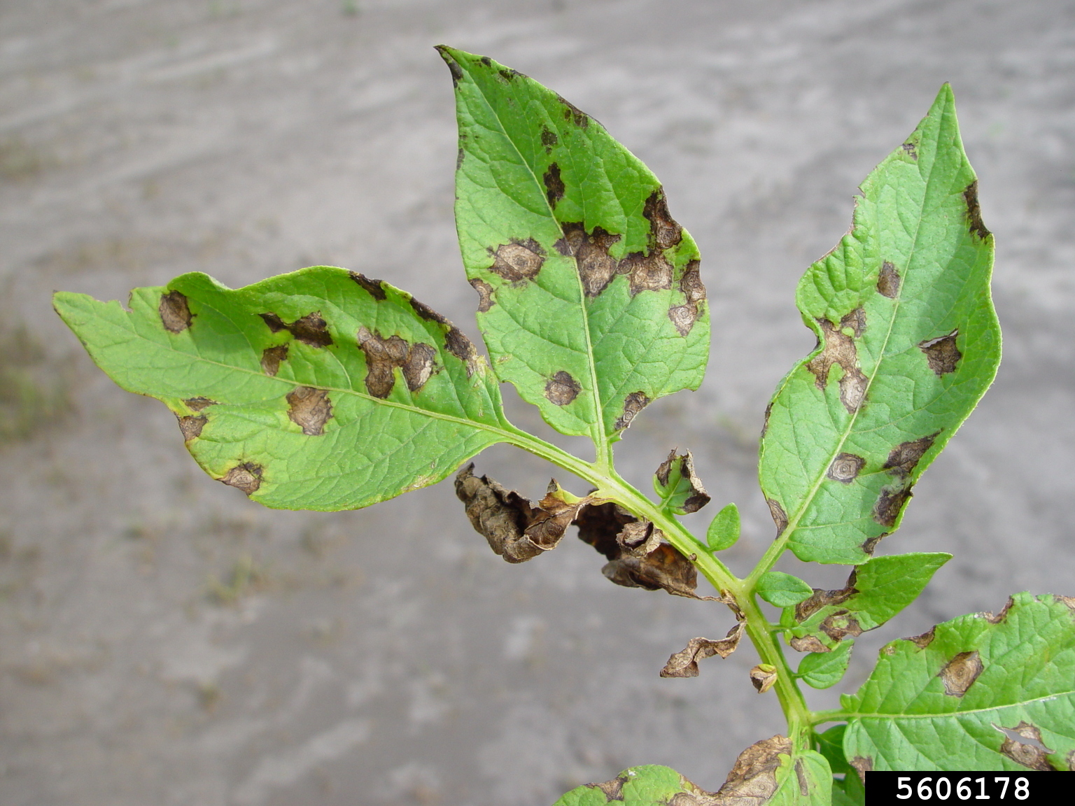 tomato spotted wilt virus (TSWV) (Tospovirus Tomato spotted wilt virus)