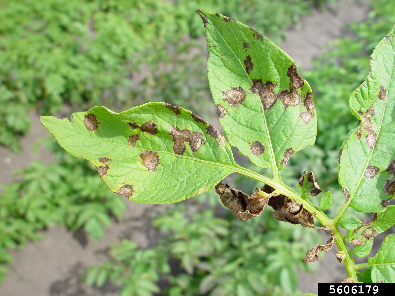 Tomato spotted wilt virus (TSWV) (Orthotospovirus tomatomaculae)