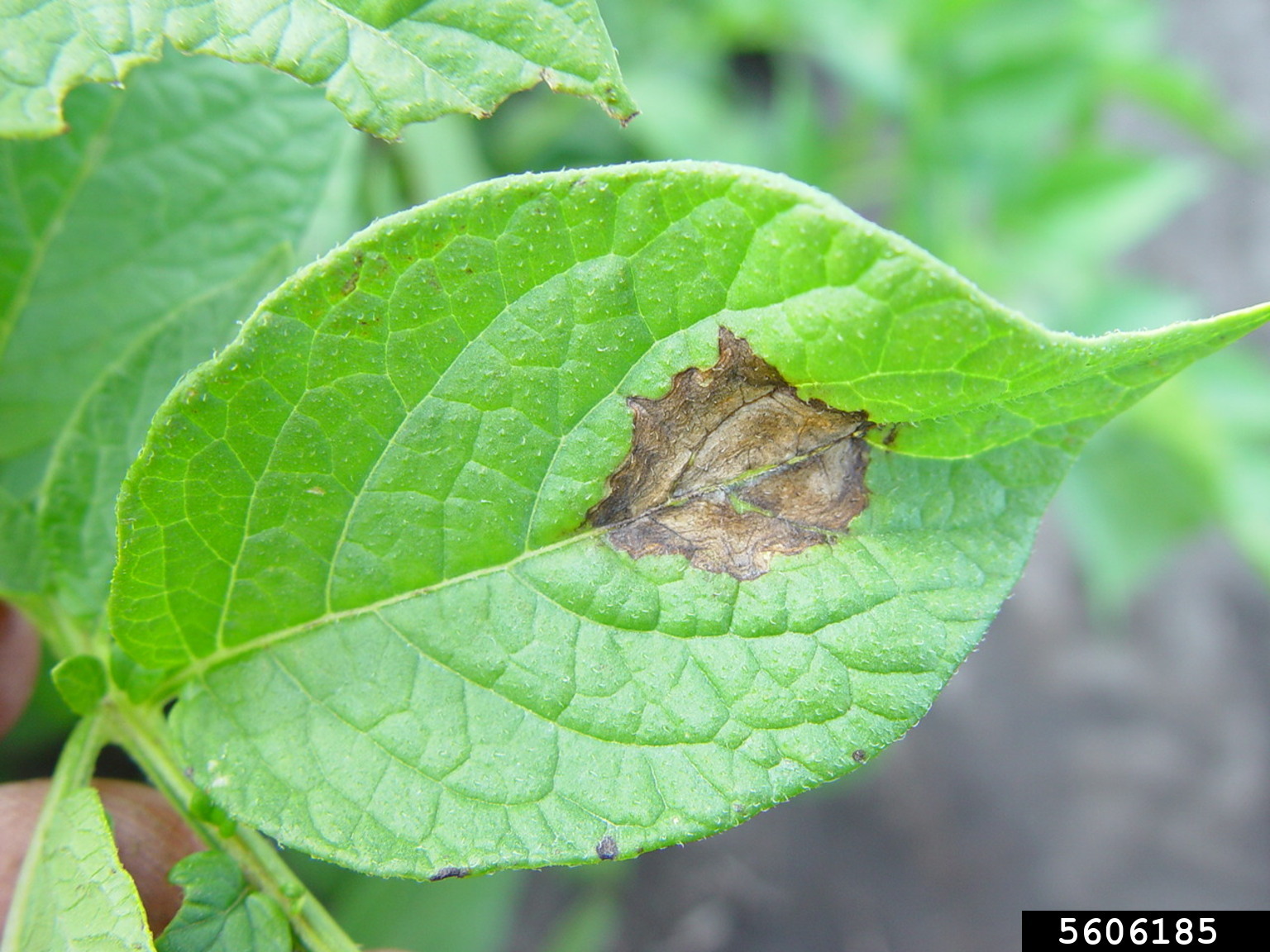 tomato spotted wilt virus (TSWV) (Tospovirus Tomato spotted wilt virus)