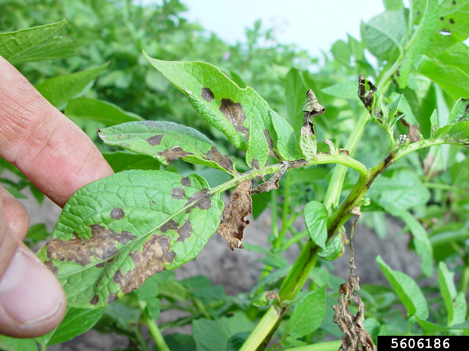 tomato spotted wilt virus (TSWV) (Tospovirus Tomato spotted wilt virus)