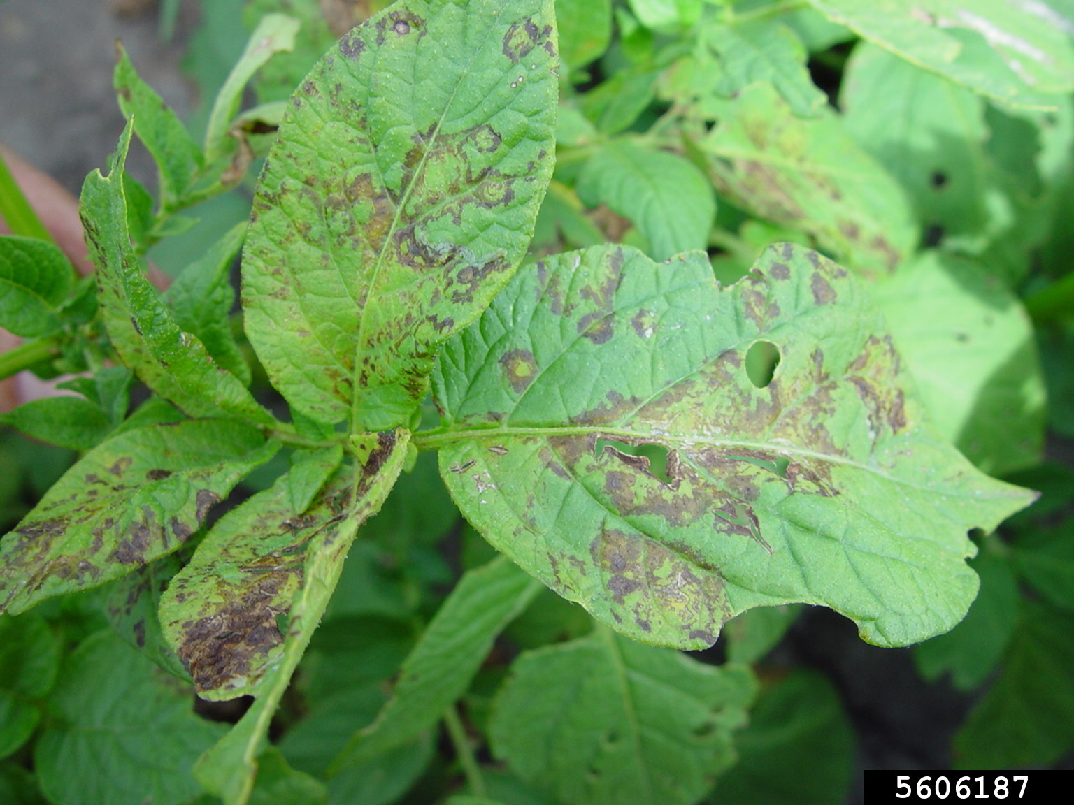 tomato spotted wilt virus (TSWV) (Tospovirus Tomato spotted wilt virus)