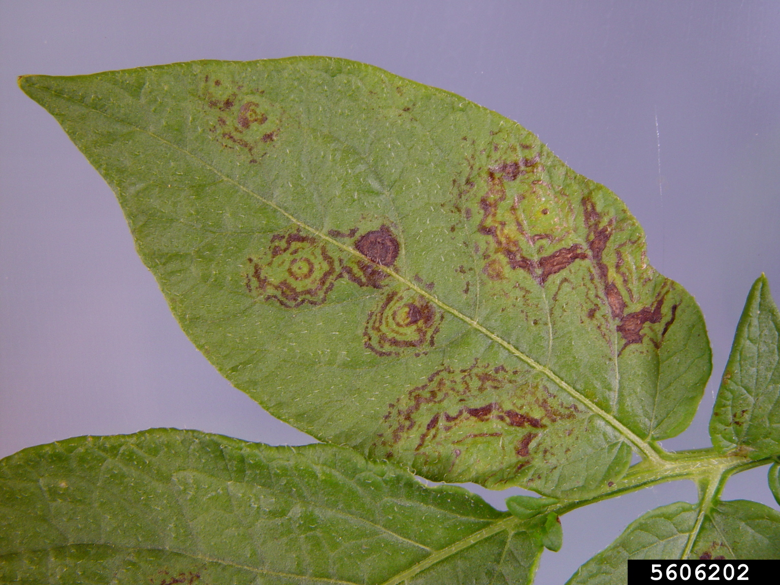 tomato spotted wilt virus (TSWV) (Tospovirus Tomato spotted wilt virus)