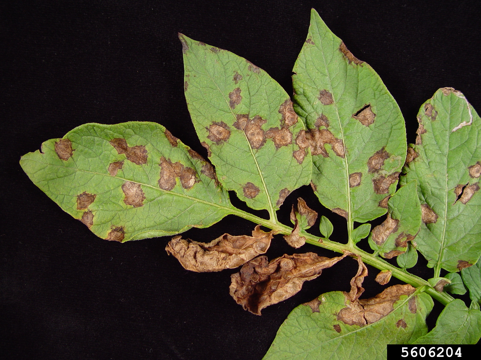 tomato spotted wilt virus (TSWV) (Tospovirus Tomato spotted wilt virus)