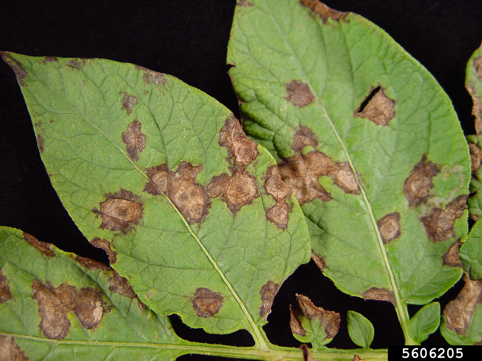 tomato spotted wilt virus (TSWV) (Tospovirus Tomato spotted wilt virus)