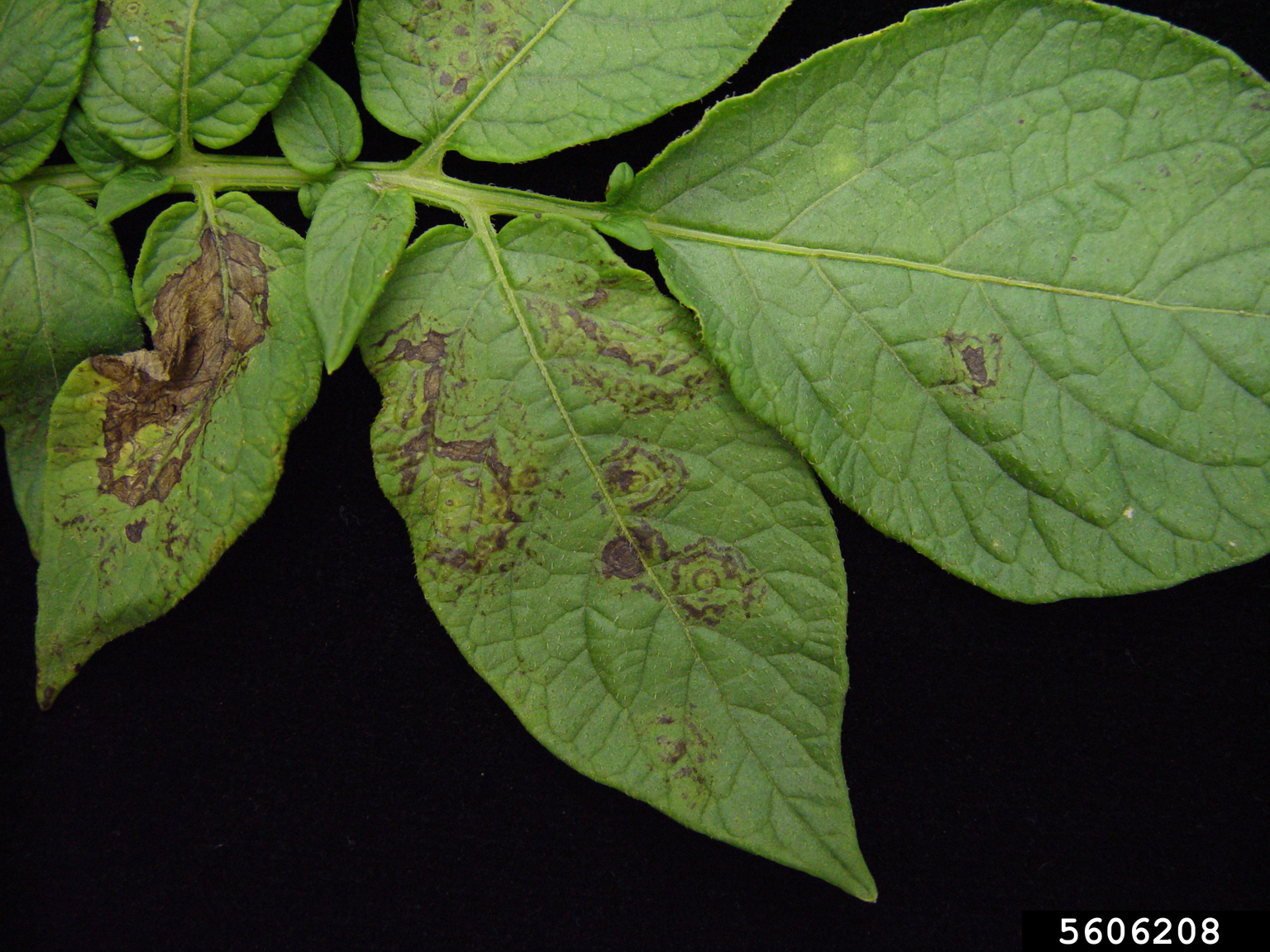 tomato spotted wilt virus (TSWV) (Tospovirus Tomato spotted wilt virus)