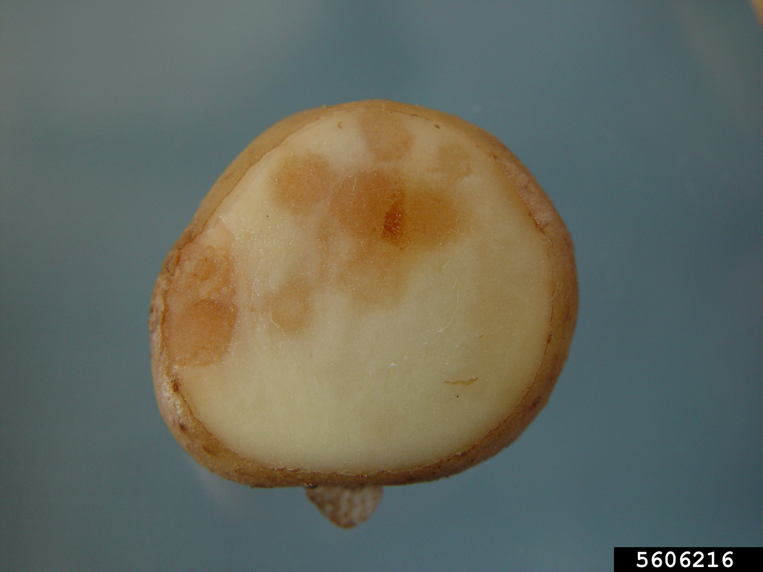 tomato spotted wilt virus (TSWV) (Tospovirus Tomato spotted wilt virus)