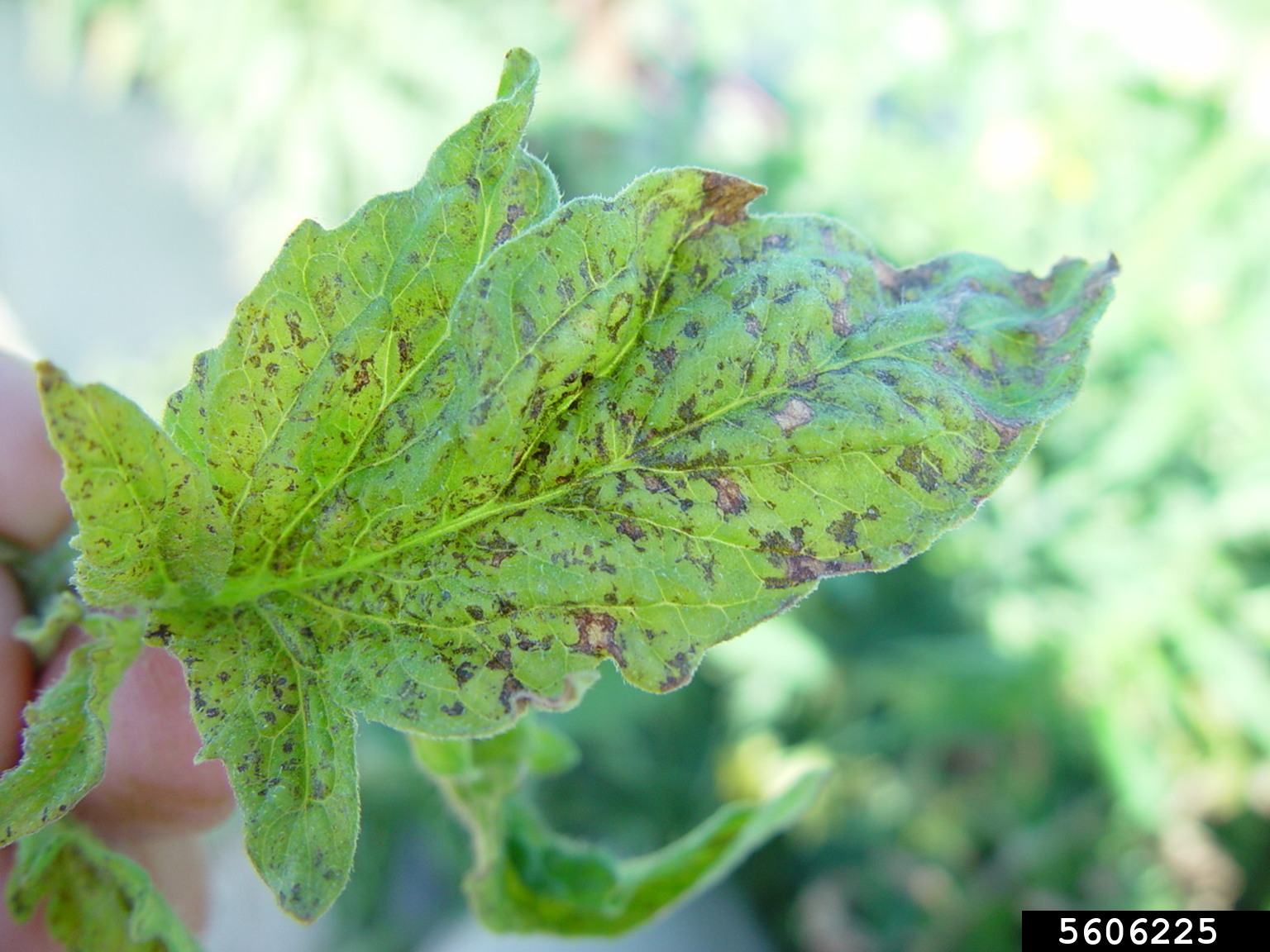 tomato spotted wilt virus (TSWV) (Tospovirus Tomato spotted wilt virus)