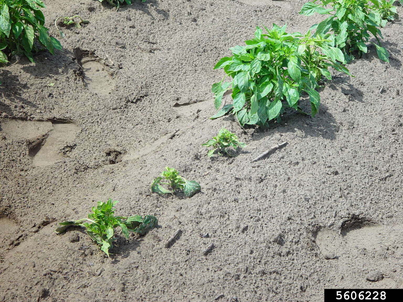 tomato spotted wilt virus (TSWV) (Tospovirus Tomato spotted wilt virus)