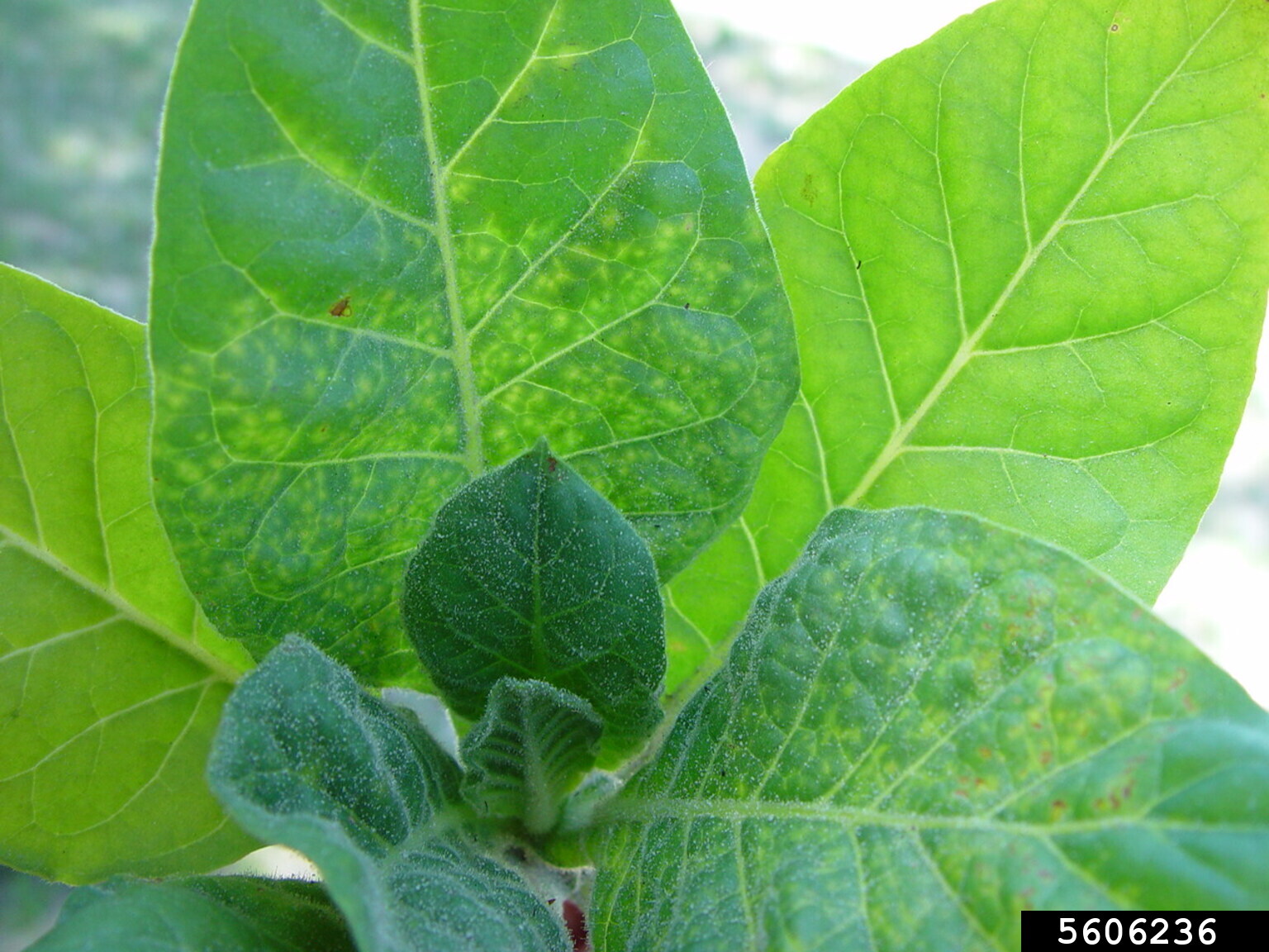 tomato spotted wilt virus (TSWV) (Tospovirus Tomato spotted wilt virus)