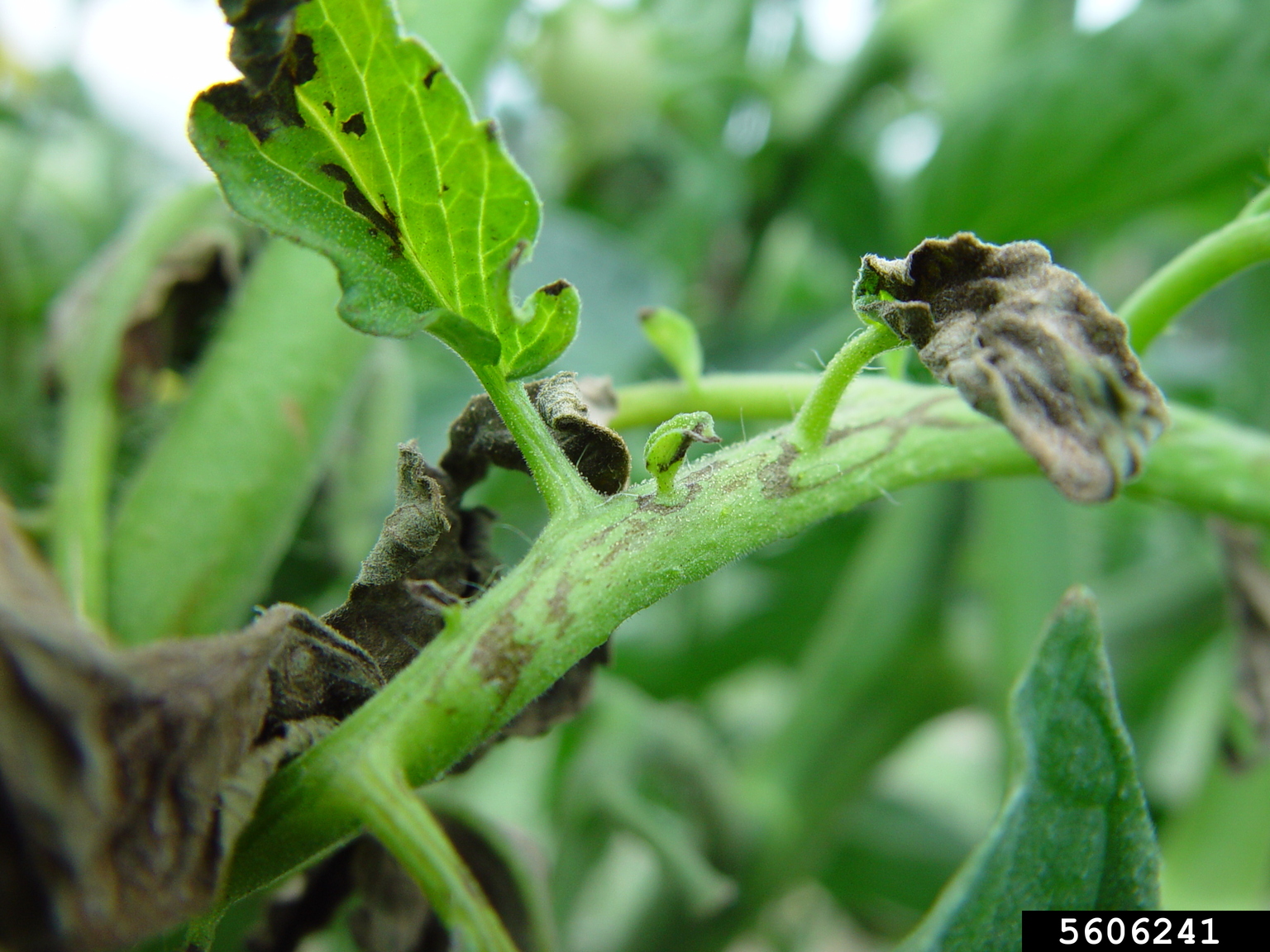 tomato spotted wilt virus (TSWV) (Tospovirus Tomato spotted wilt virus)