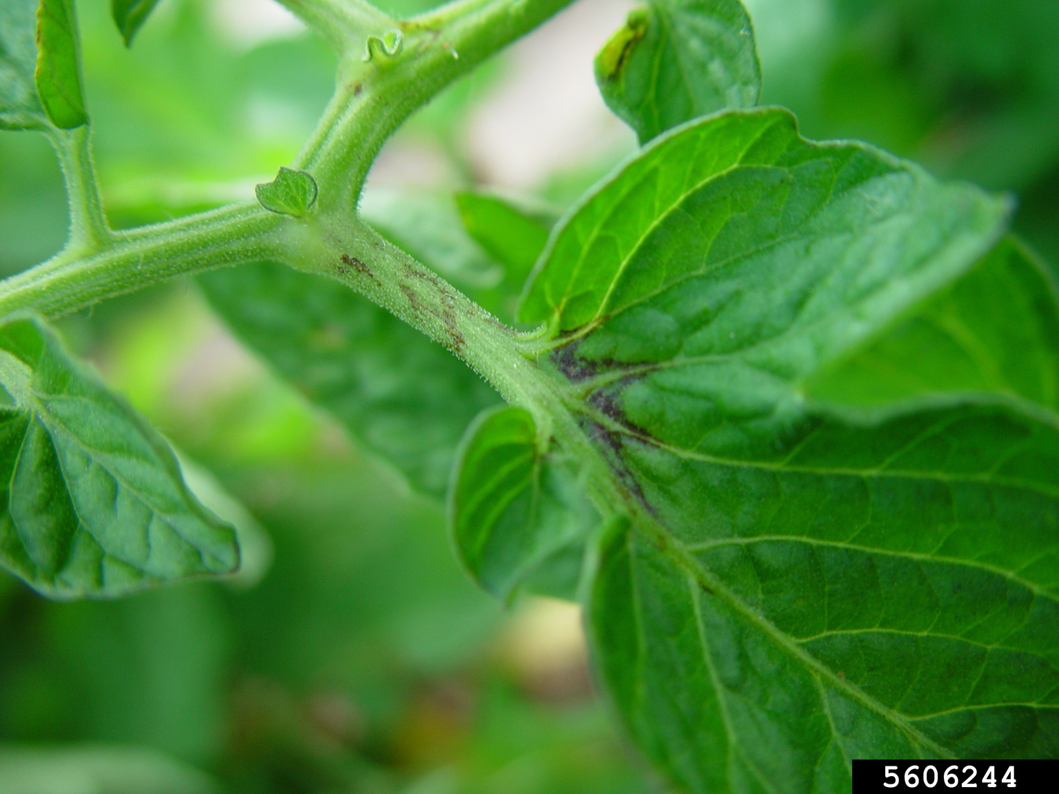 tomato spotted wilt virus (TSWV) (Tospovirus Tomato spotted wilt virus)