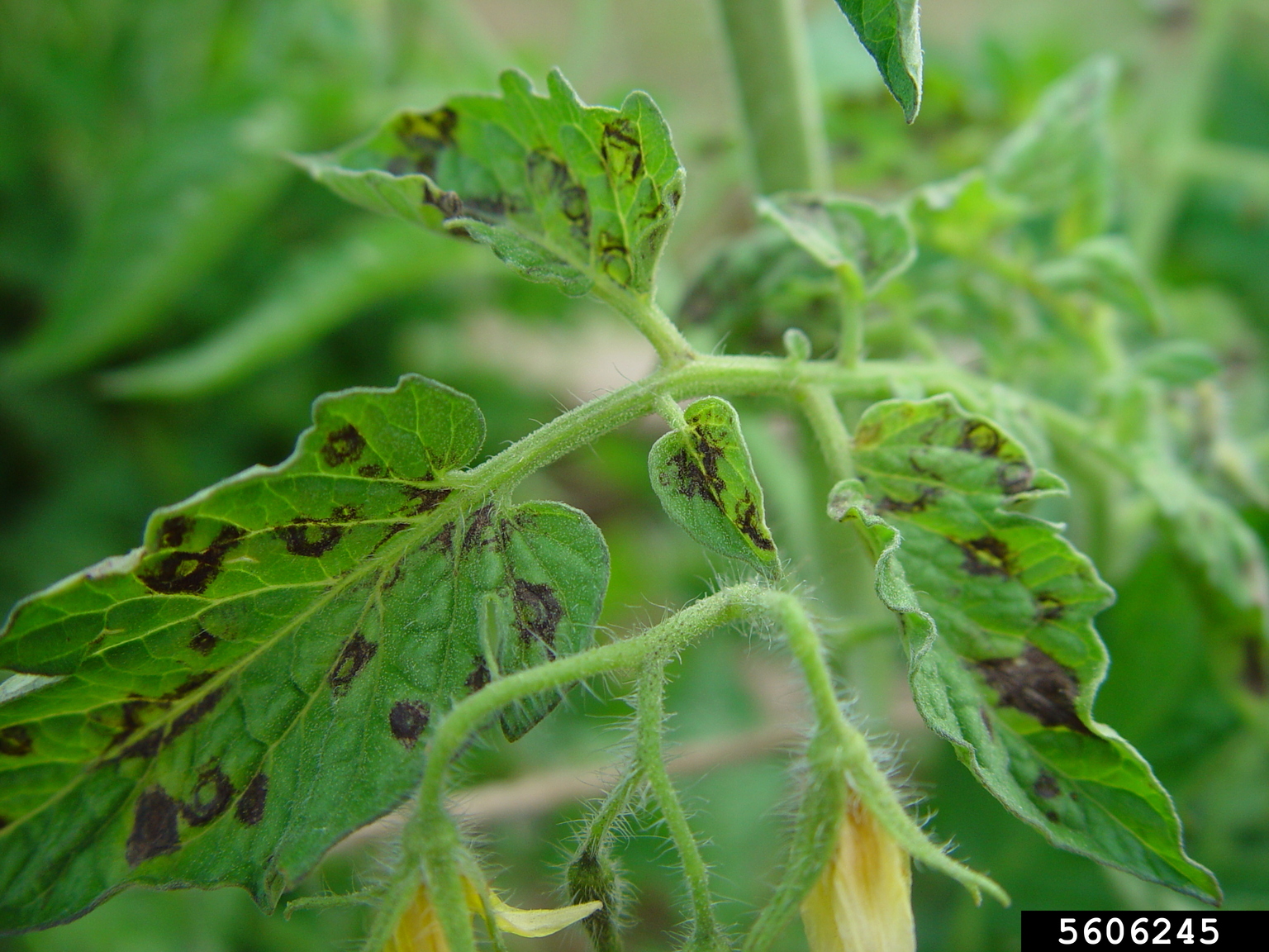tomato spotted wilt virus (TSWV) (Tospovirus Tomato spotted wilt virus)