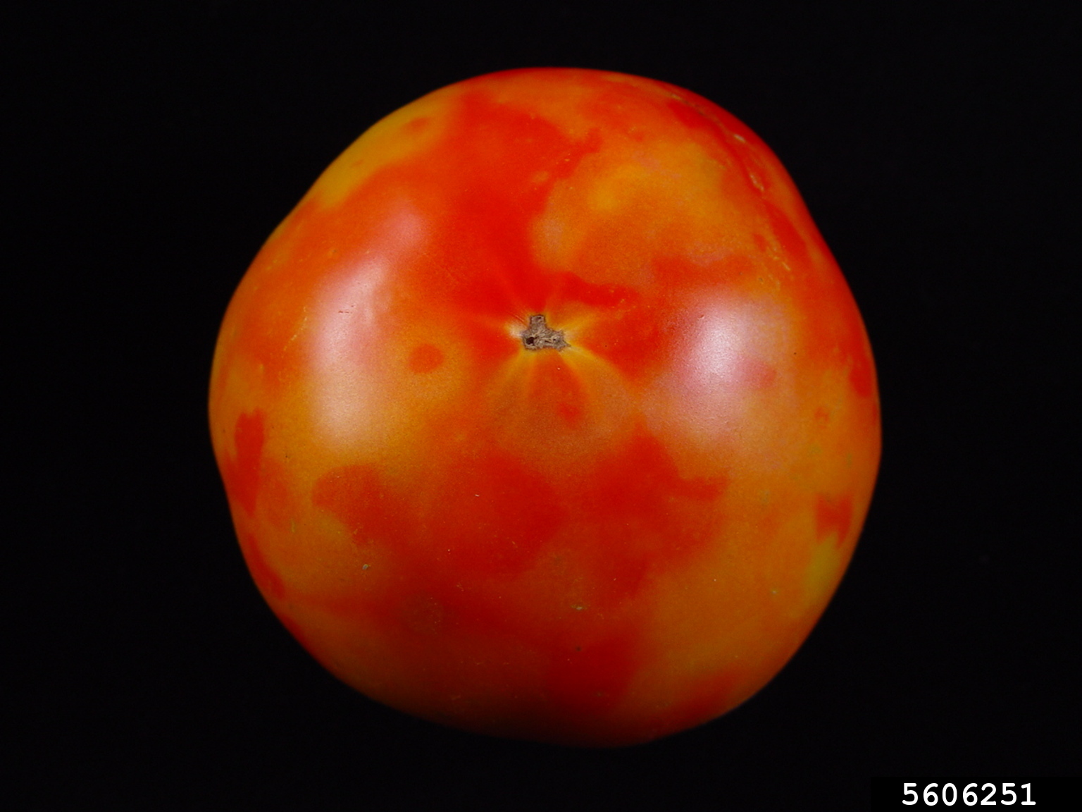 tomato spotted wilt virus (TSWV) (Tospovirus Tomato spotted wilt virus)