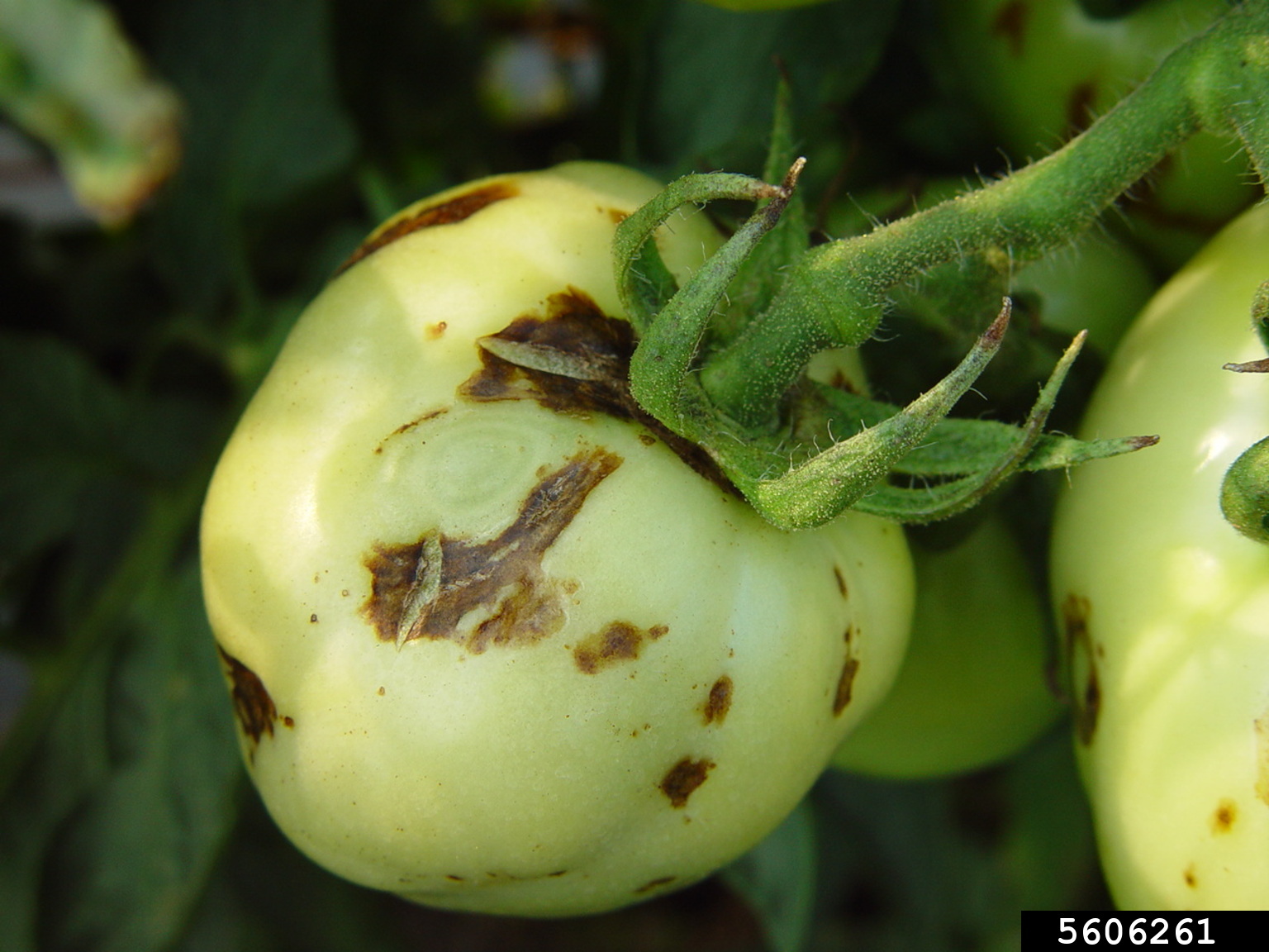 tomato spotted wilt virus (TSWV) (Tospovirus Tomato spotted wilt virus)