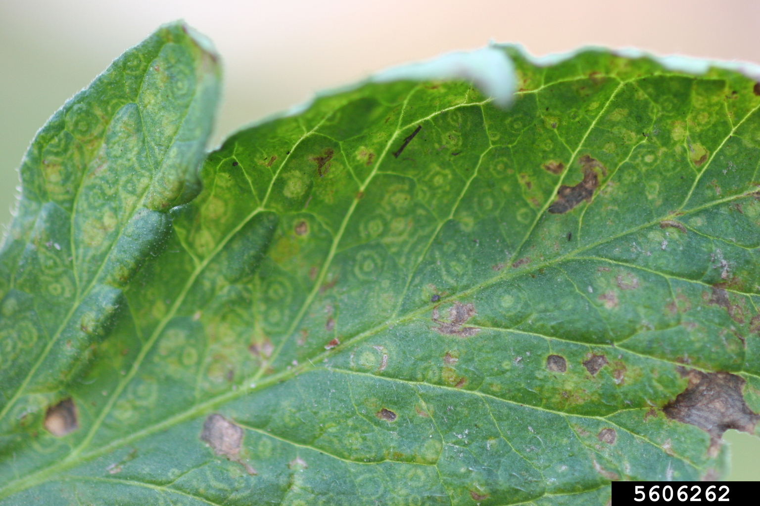 tomato spotted wilt virus (TSWV) (Tospovirus Tomato spotted wilt virus)