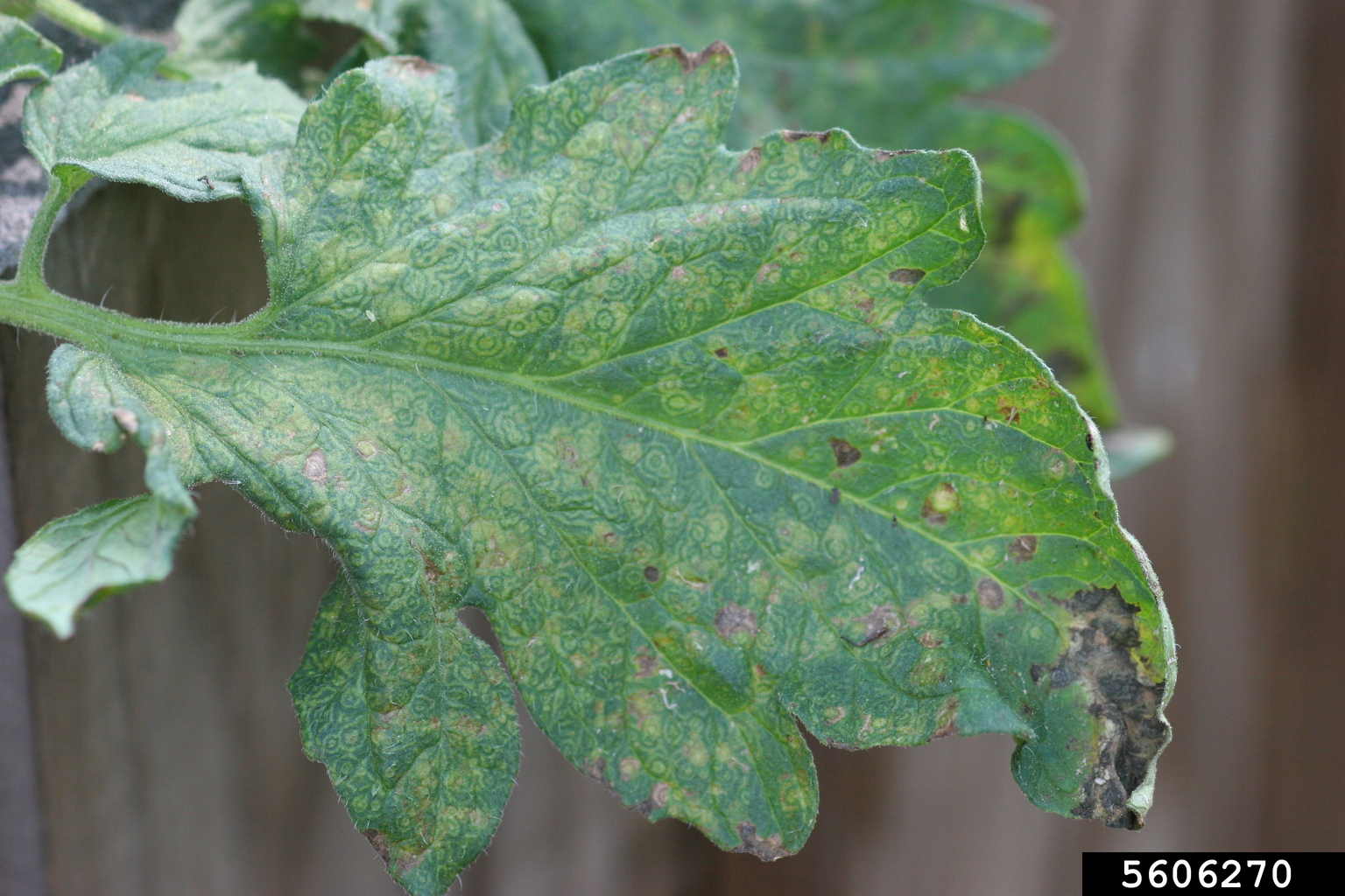 tomato spotted wilt virus (TSWV) (Tospovirus TSWV ) on garden tomato ...