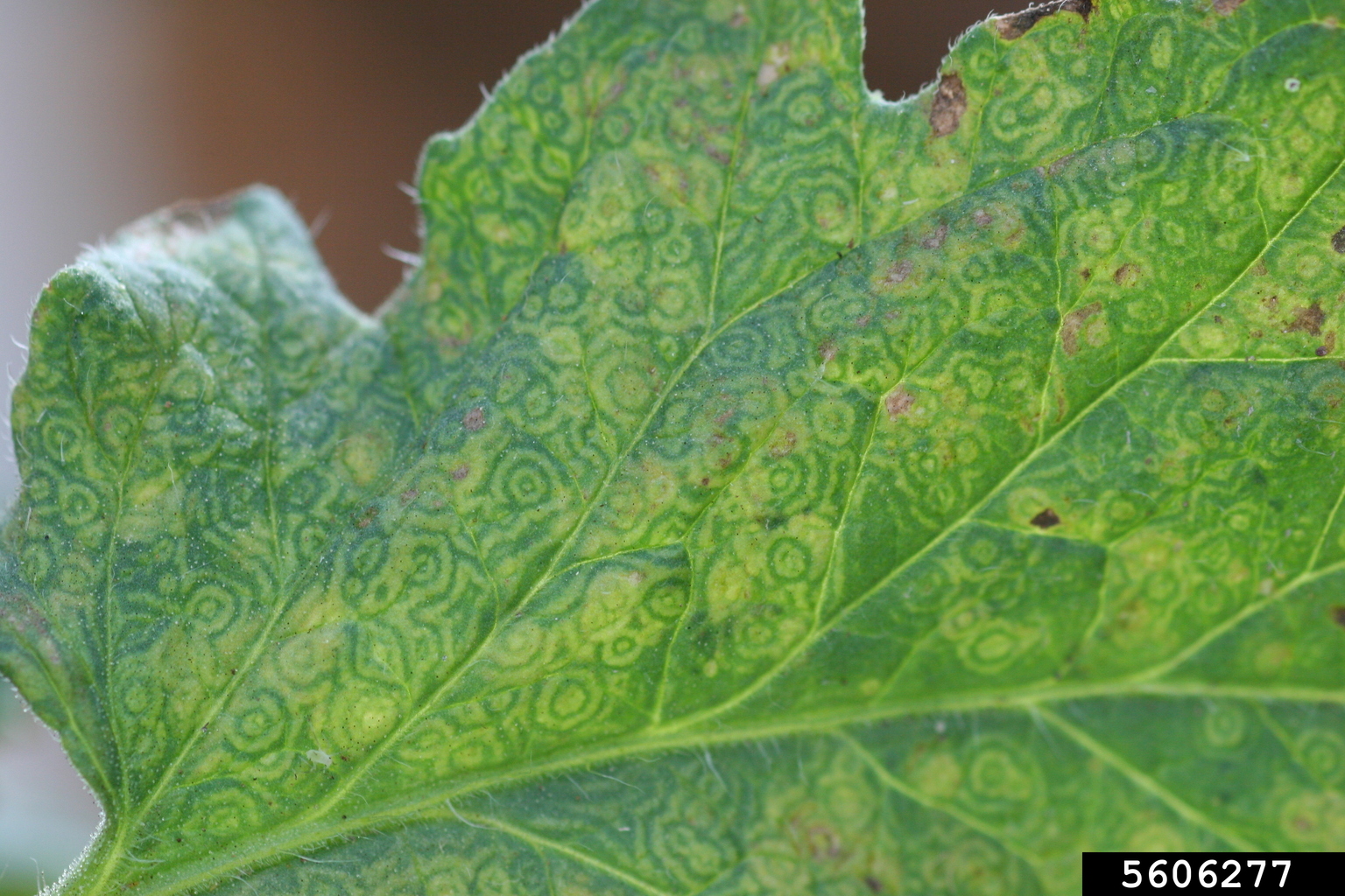 tomato spotted wilt virus (TSWV) (Tospovirus Tomato spotted wilt virus)