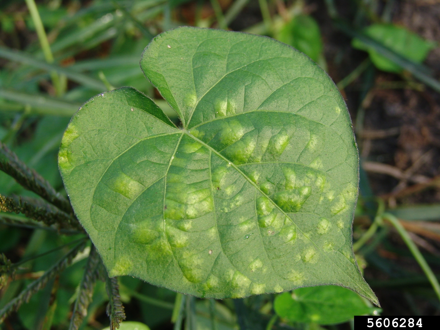 white rust (Albugo ipomoeae-panduratae Schwein.)