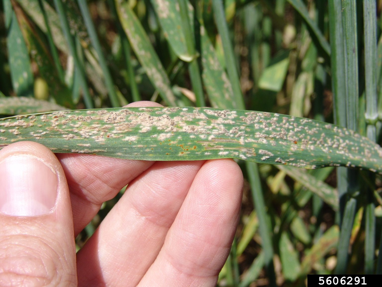 powdery mildew (Blumeria graminis ) on wheat (Triticum spp. ) - 5606291
