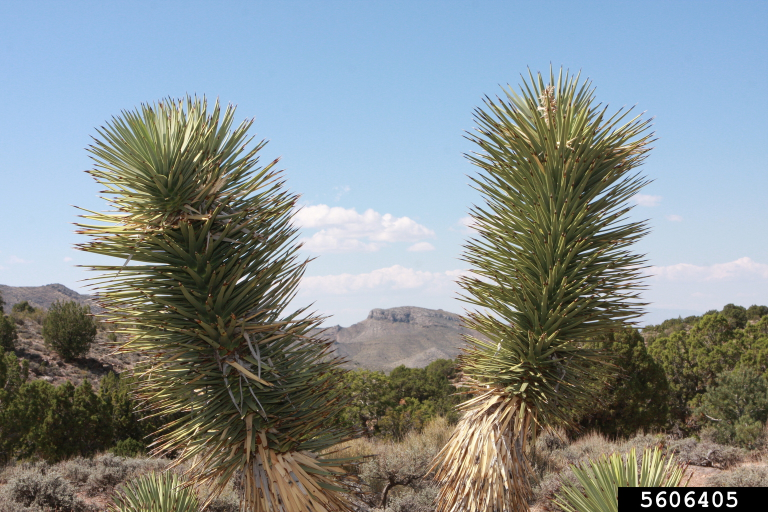 Joshua tree (Yucca brevifolia Engelm.)