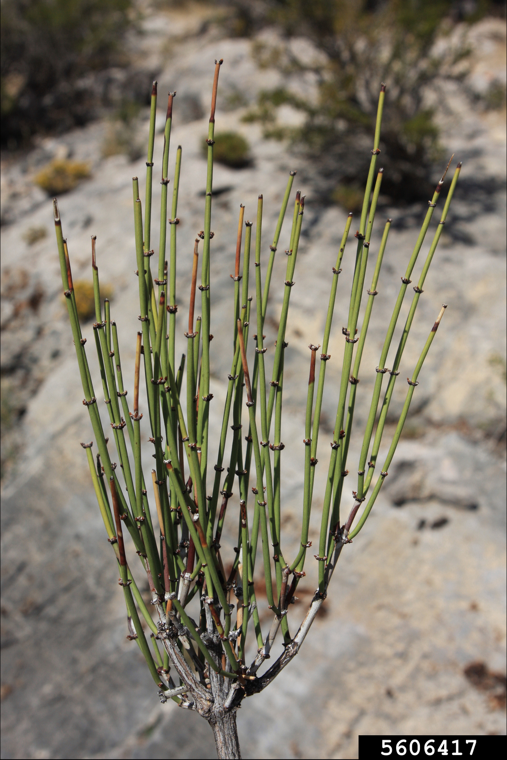 mormon tea (Ephedra viridis Coville)