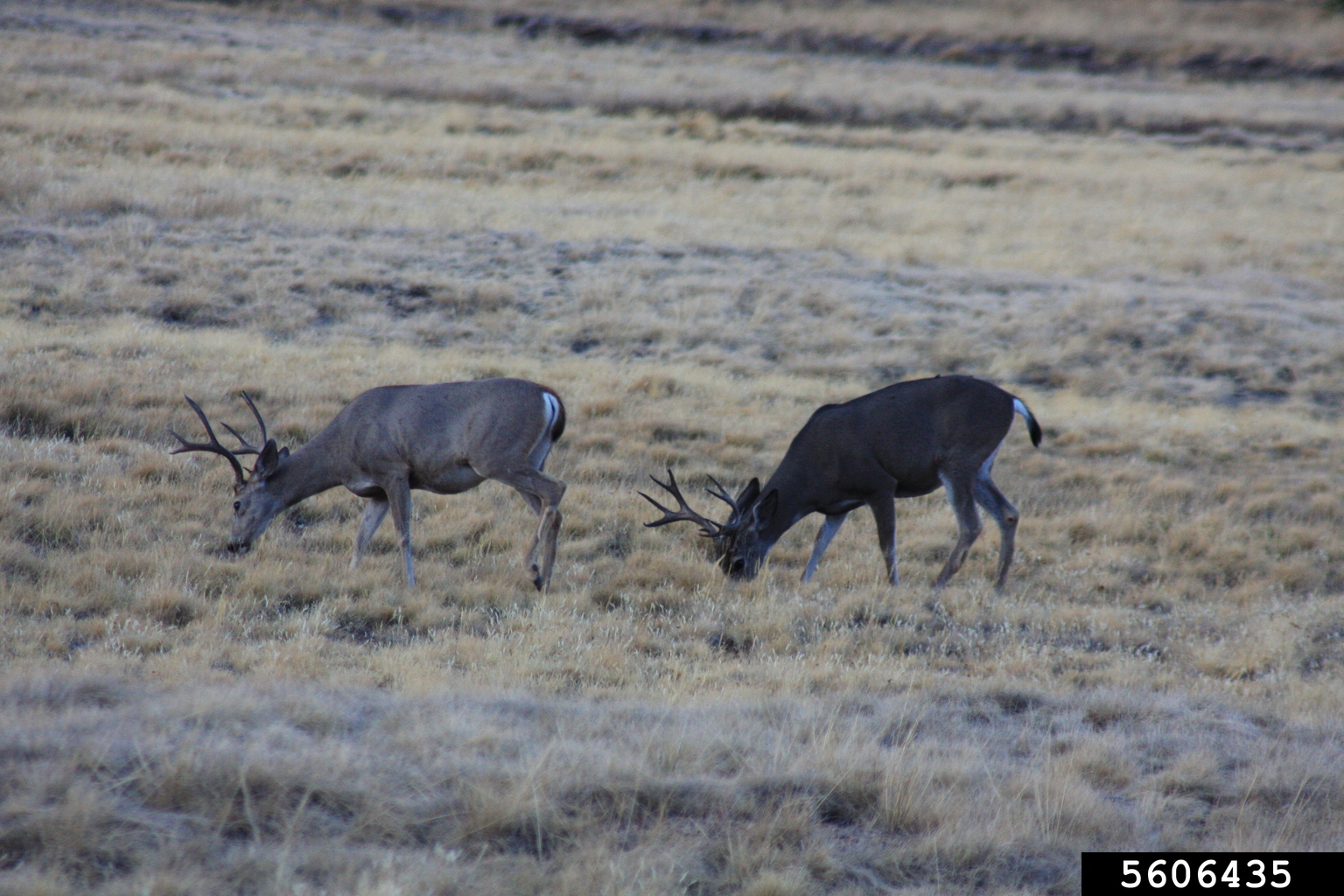 deer (Family Cervidae)