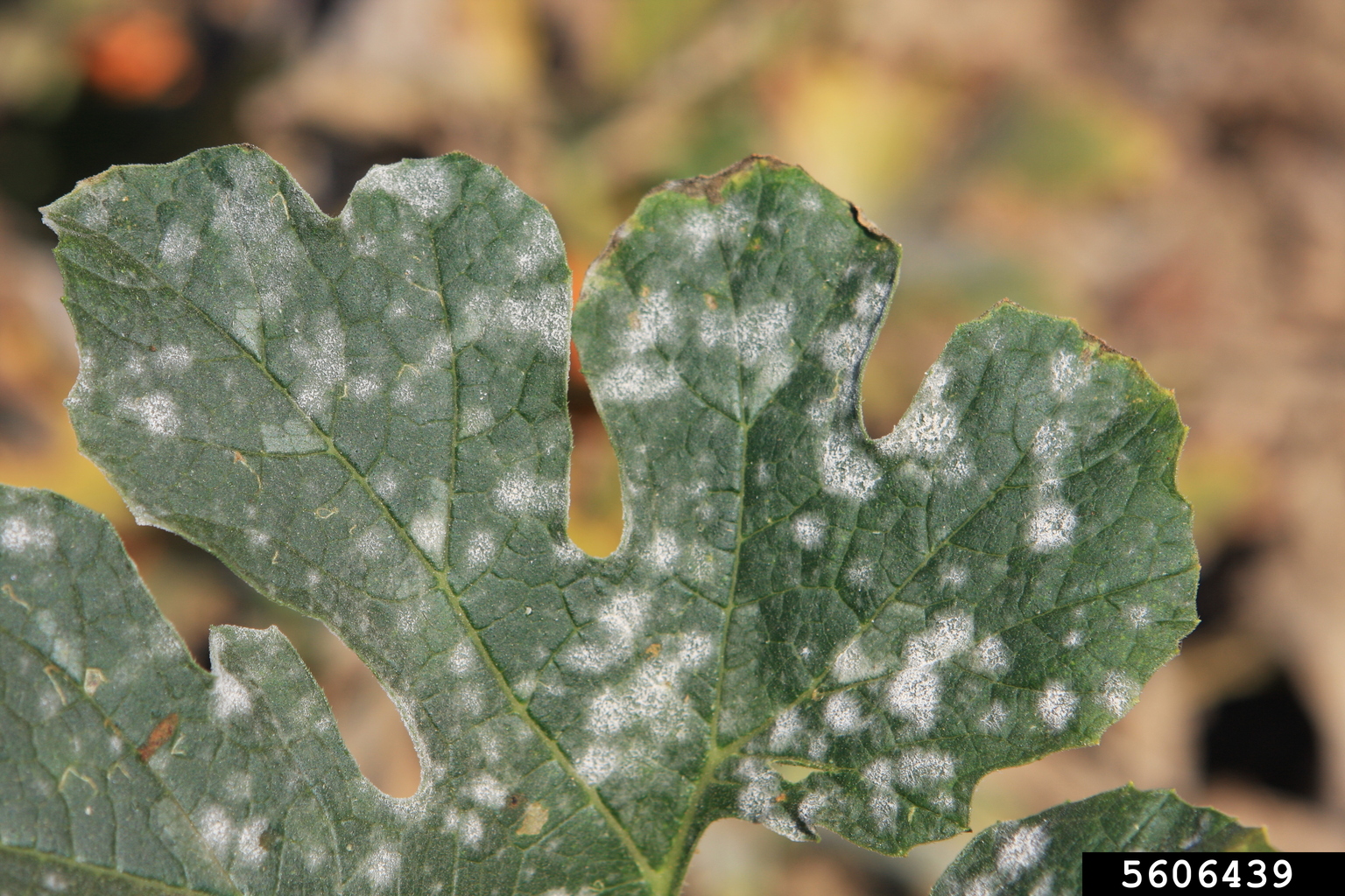 powdery mildew (Podosphaera xanthii (Castagne) U. Braun & Shishkoff)