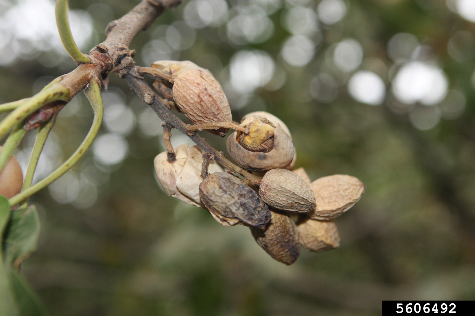 Botryosphaeria canker, white rot (Botryosphaeria dothidea (Moug.:Fr ...