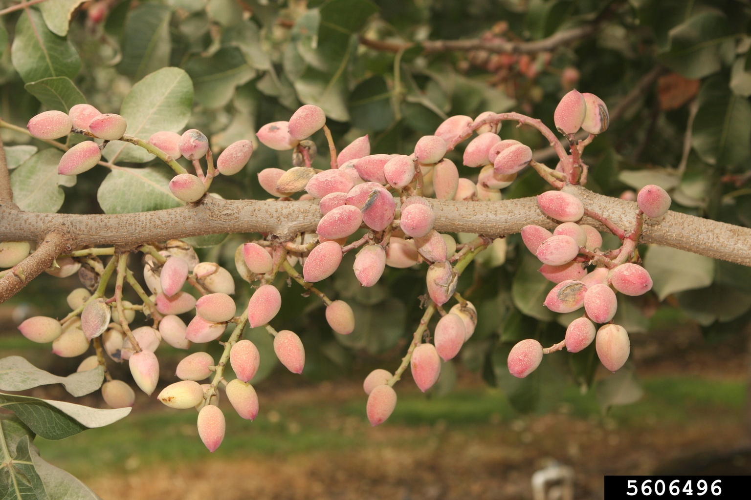 pistachio (Pistacia vera L.)