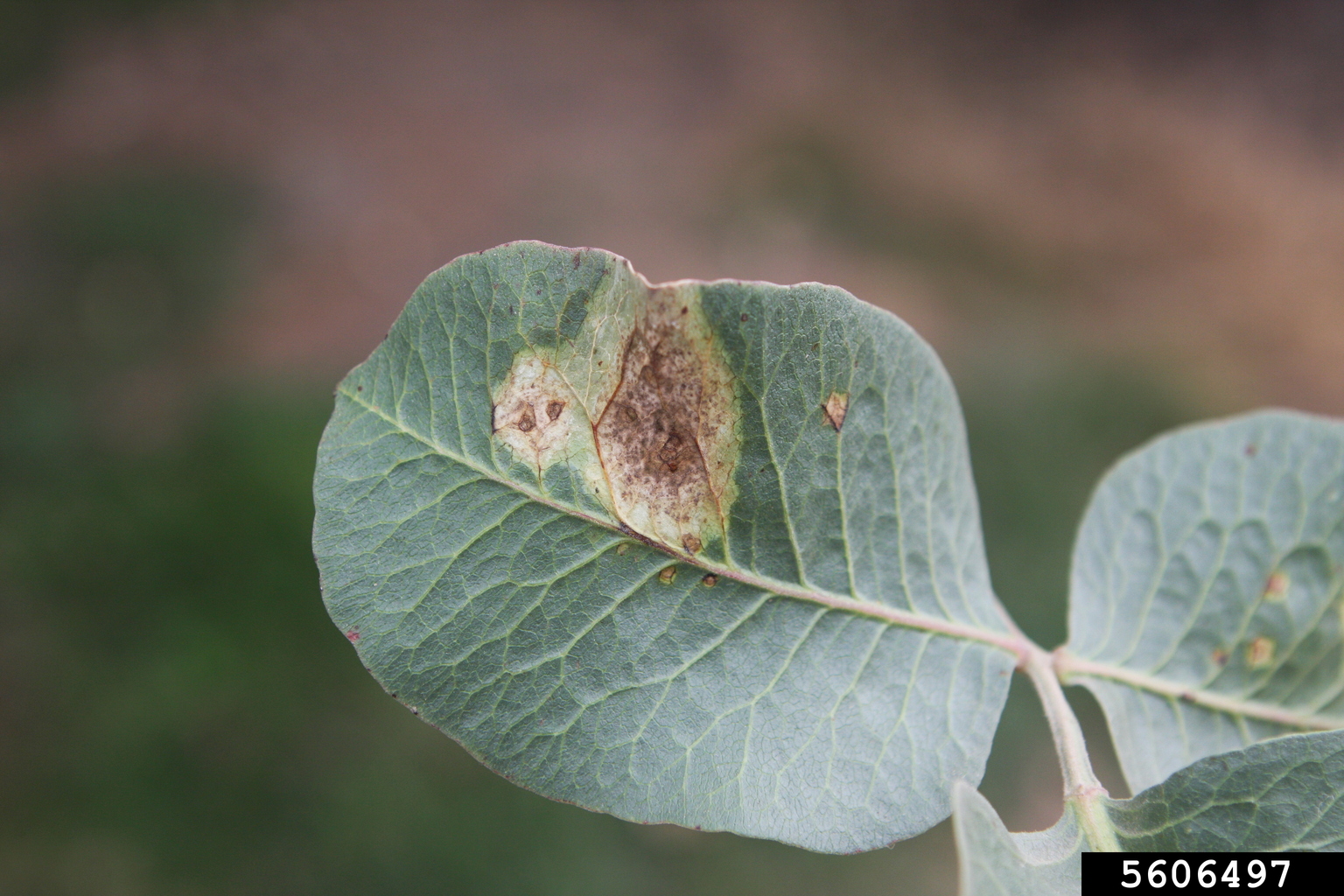 Botryosphaeria canker, white rot (Botryosphaeria dothidea)