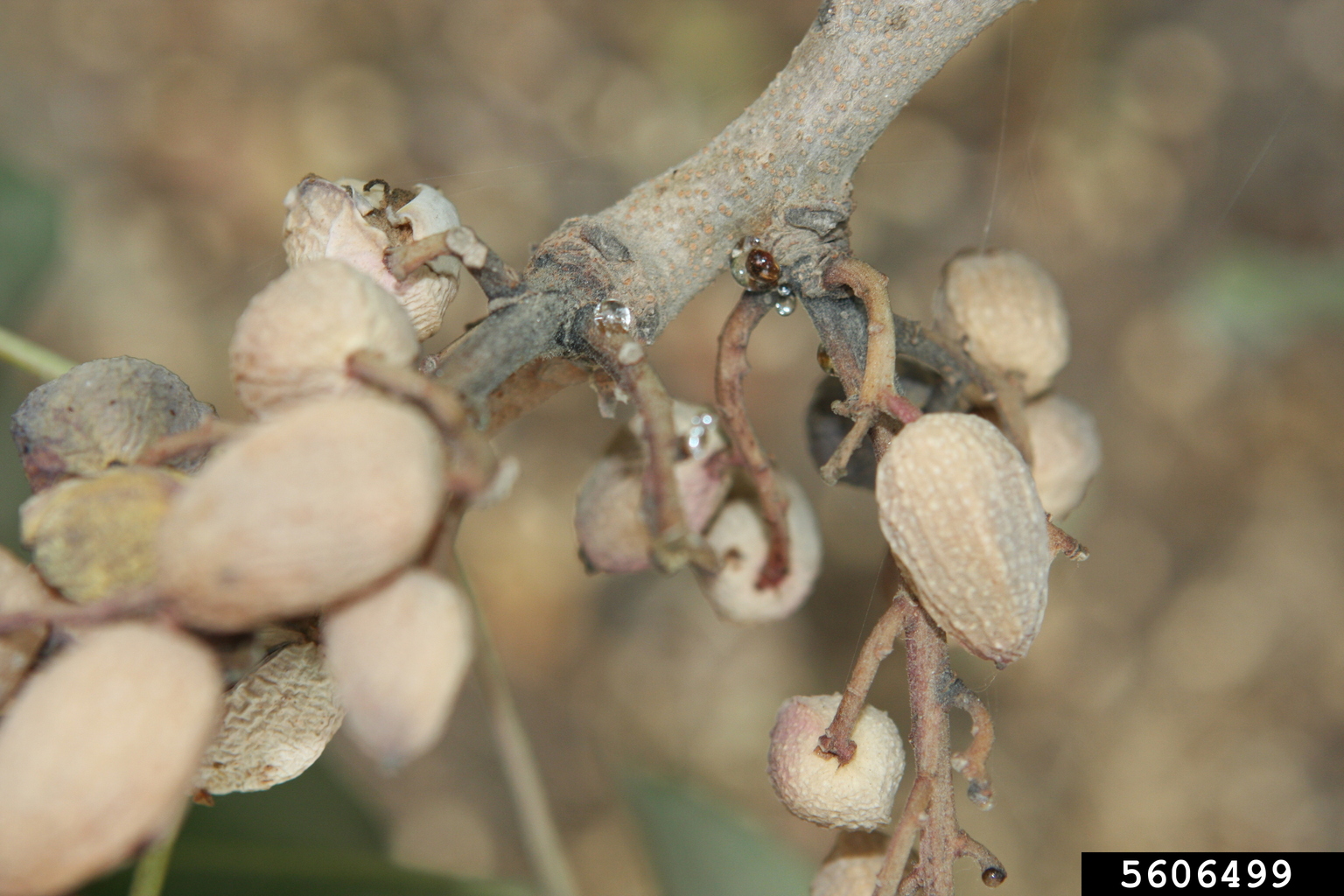 Botryosphaeria canker, white rot (Botryosphaeria dothidea)