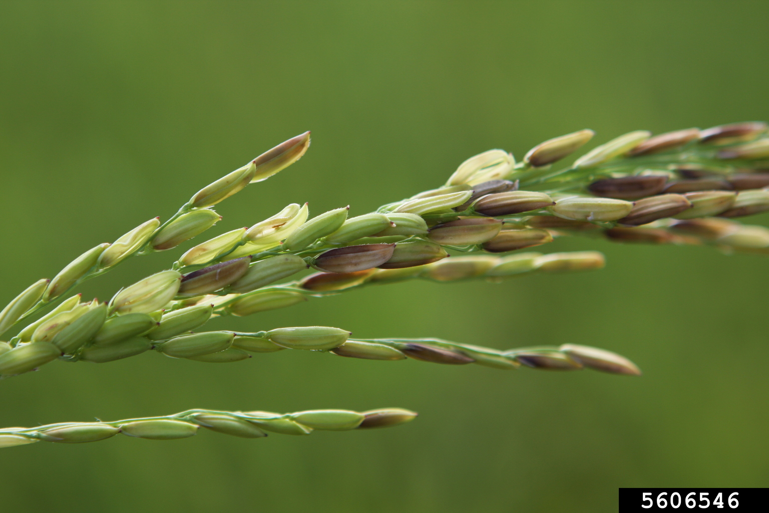 bacterial panicle blight (Burkholderia glumae (Kurita and Tabei 1967 ...