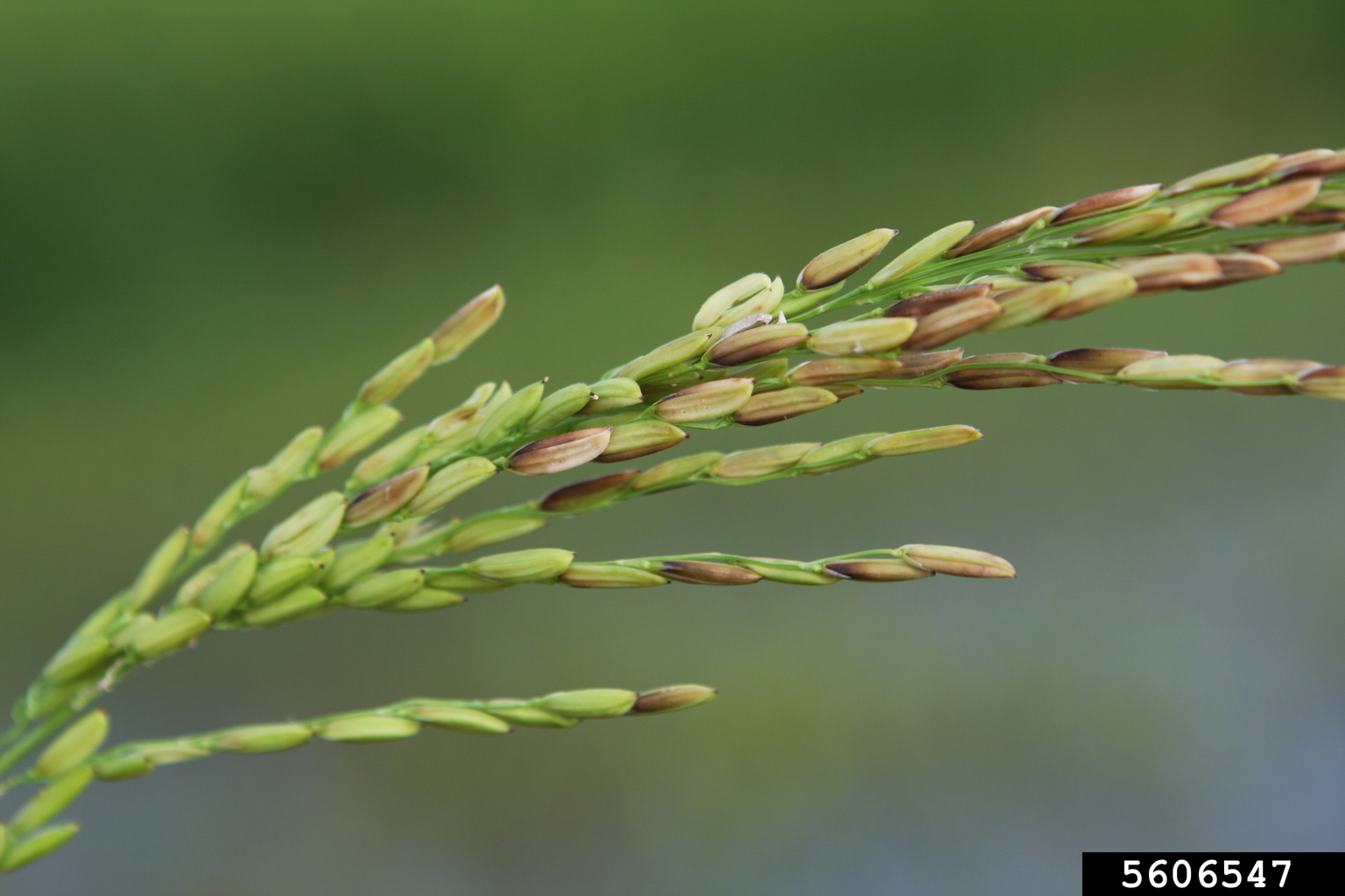 bacterial panicle blight (Burkholderia glumae)