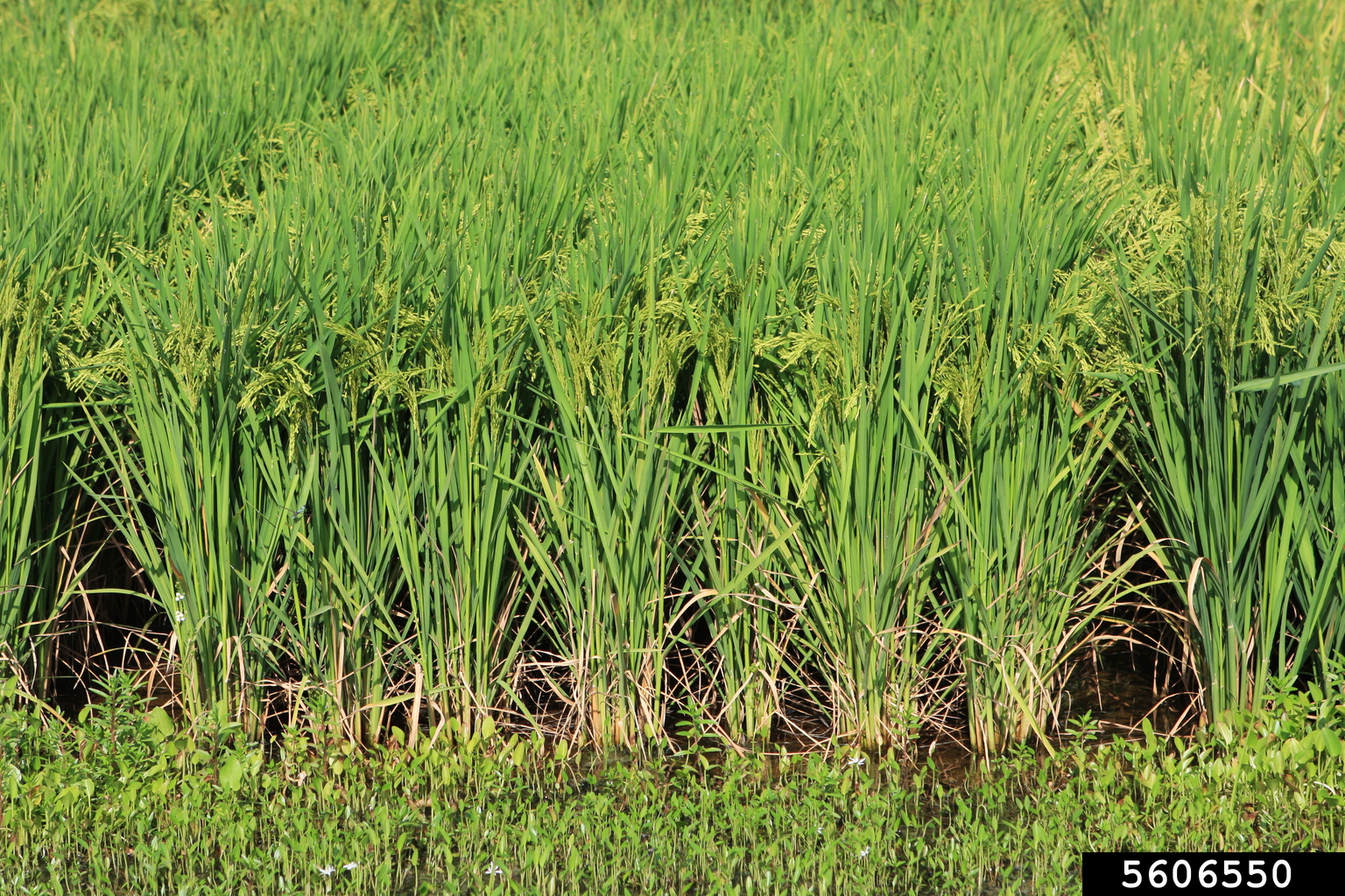 rice (Oryza sativa)