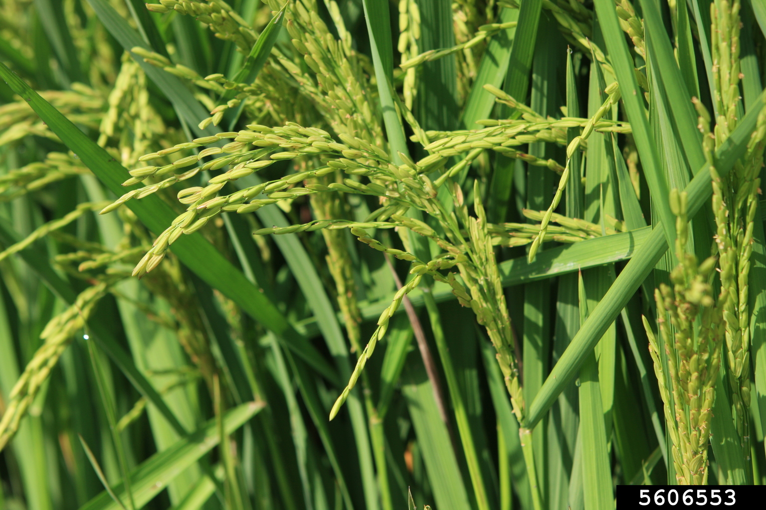 rice (Oryza sativa L.)