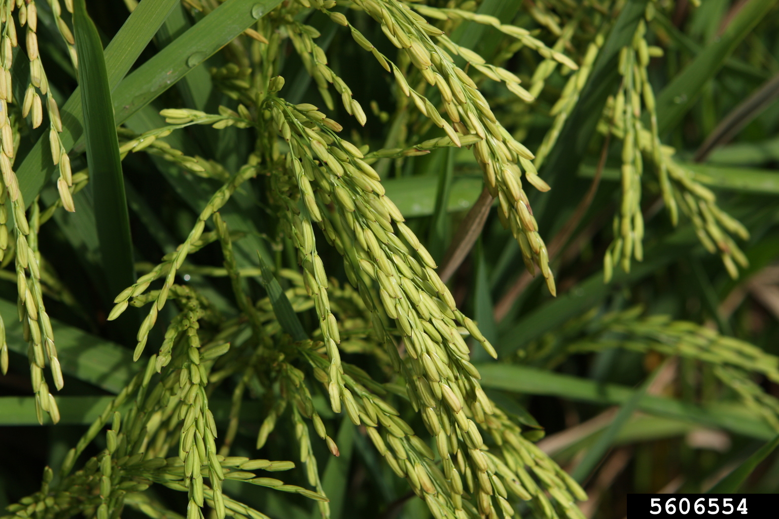 rice (Oryza sativa L.)