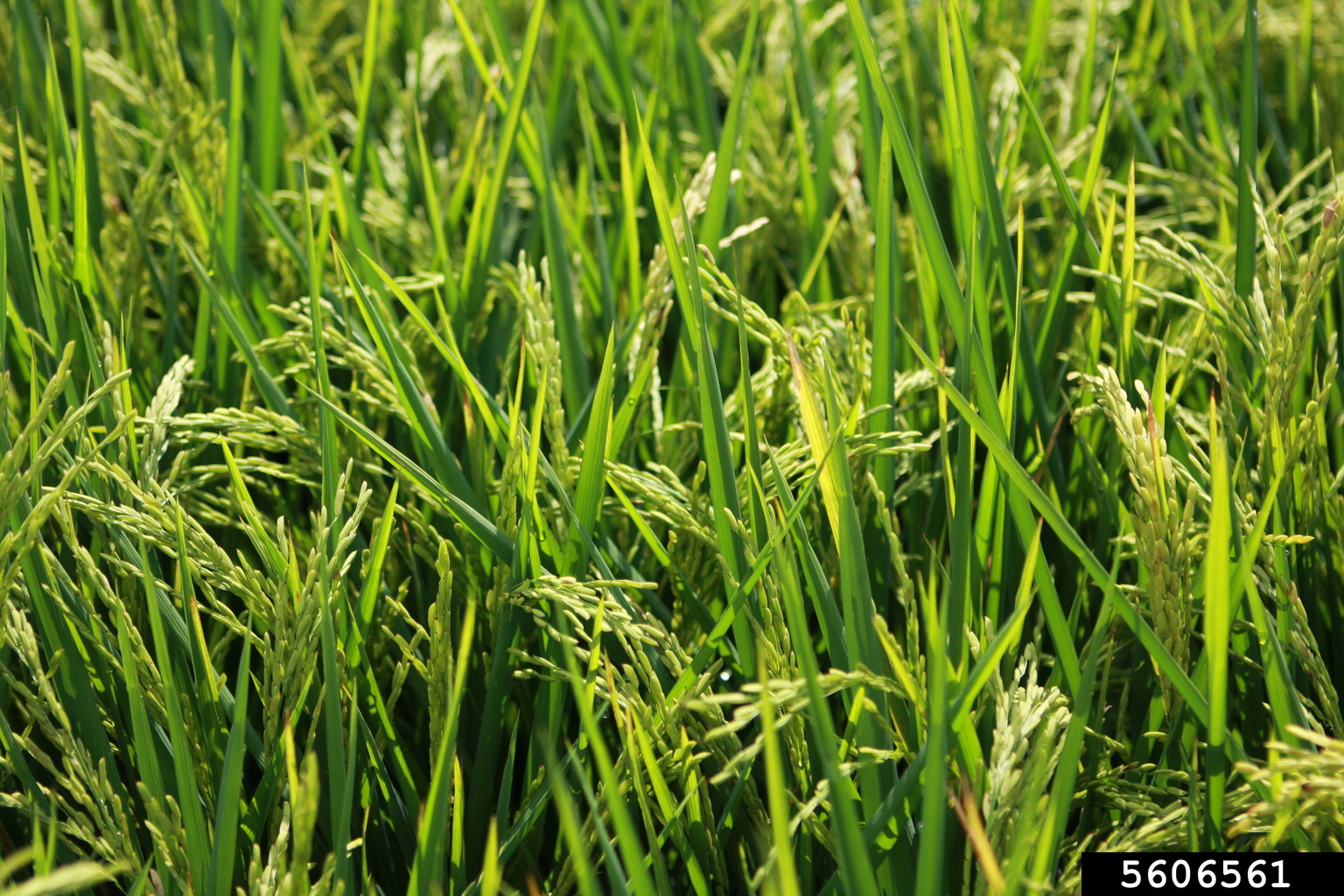 rice (Oryza sativa L.)
