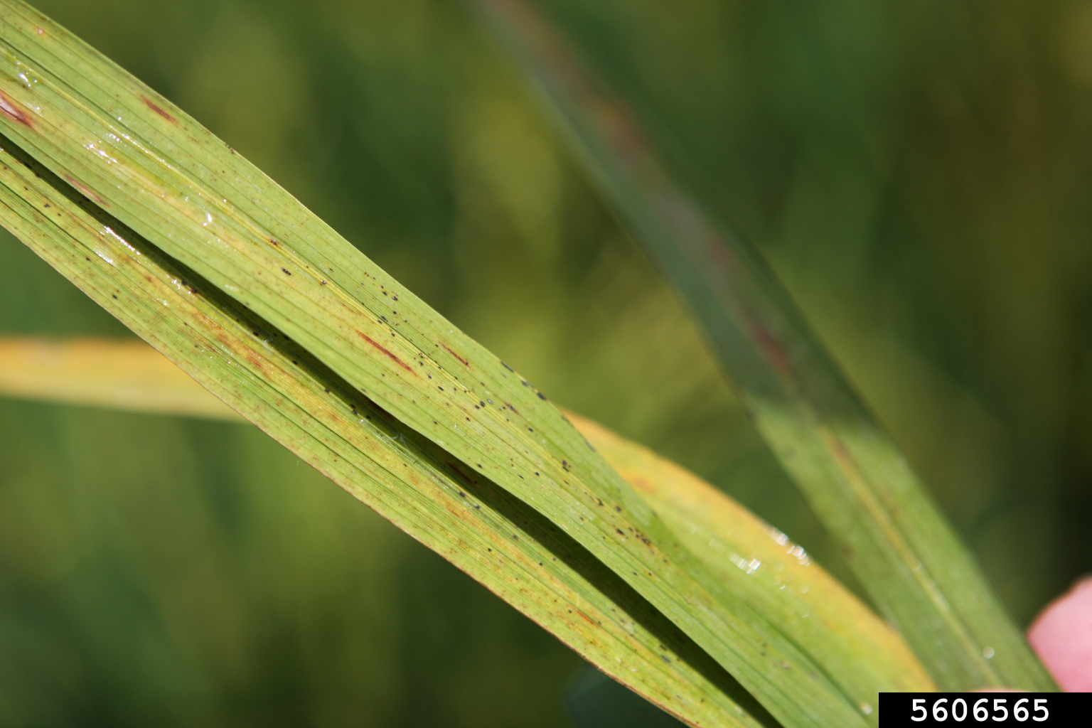 Narrow brown leaf spot (Cercospora janseana (Racib.) Constant.)